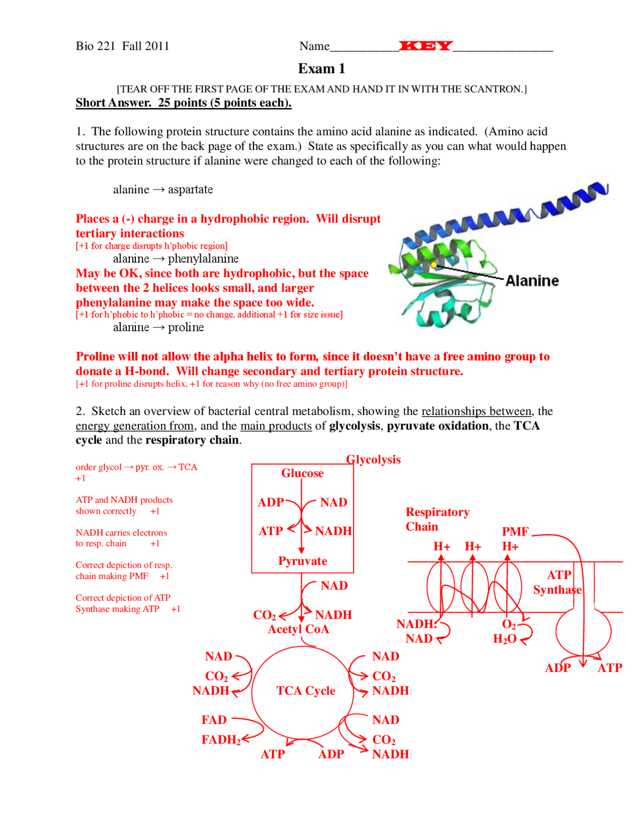 Practice Exam 1 Solutions - Introduction to Microbiology - Fall 2011 ...