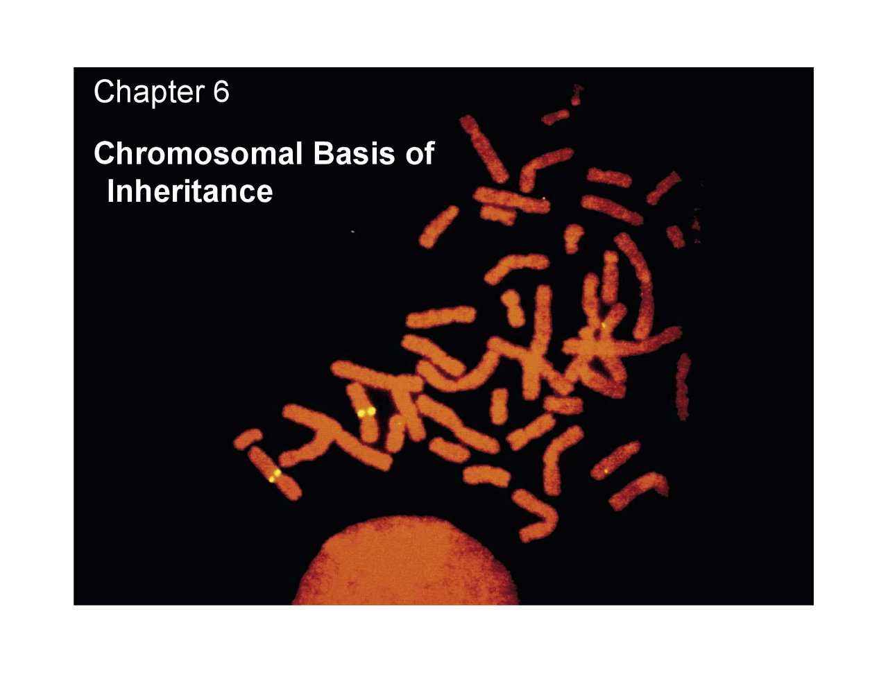 Chromosomal Basis Of Inheritance Organismal Biology Biol 128 Docsity