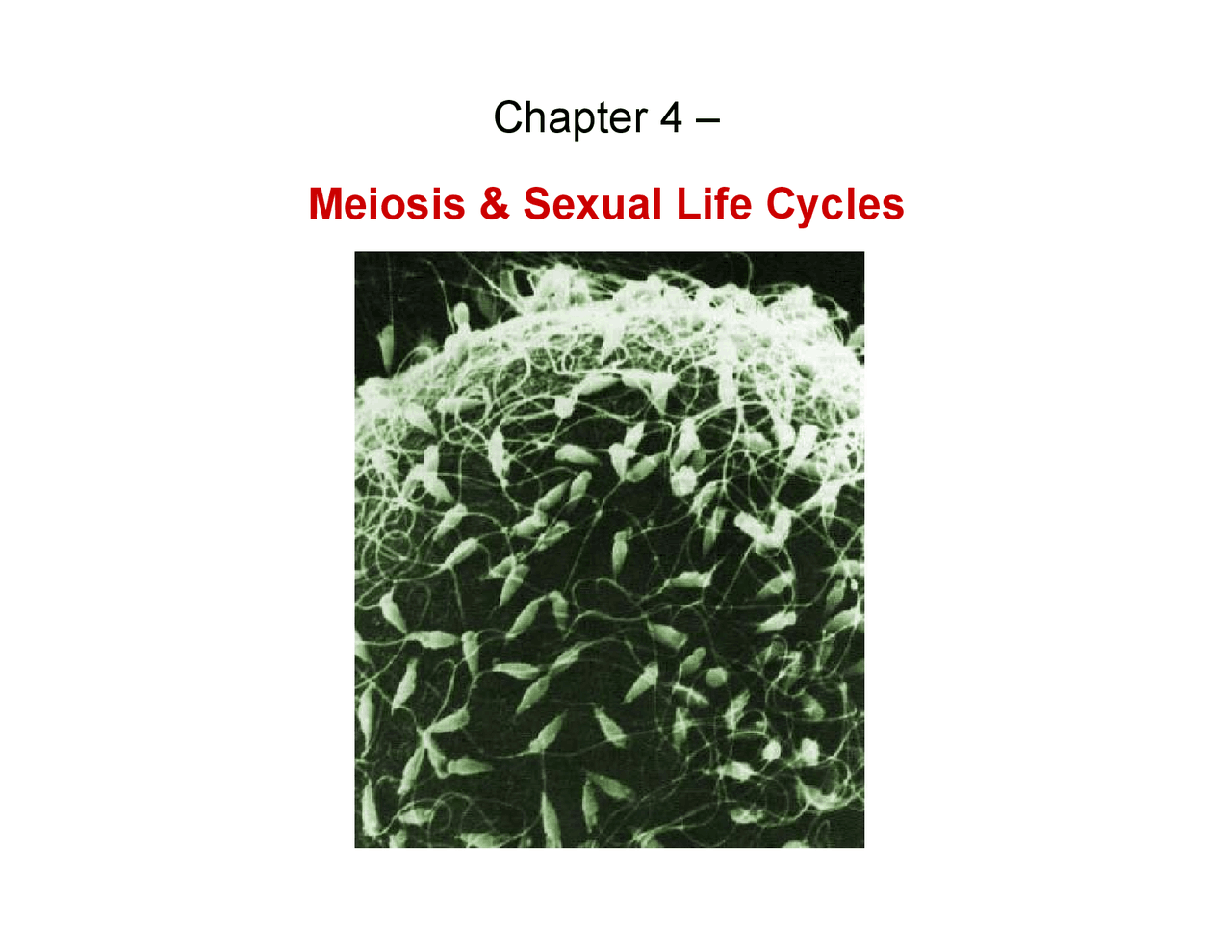 Lecture Notes on Meiosis and Sexual Life Cycles - Organismal Biology ...