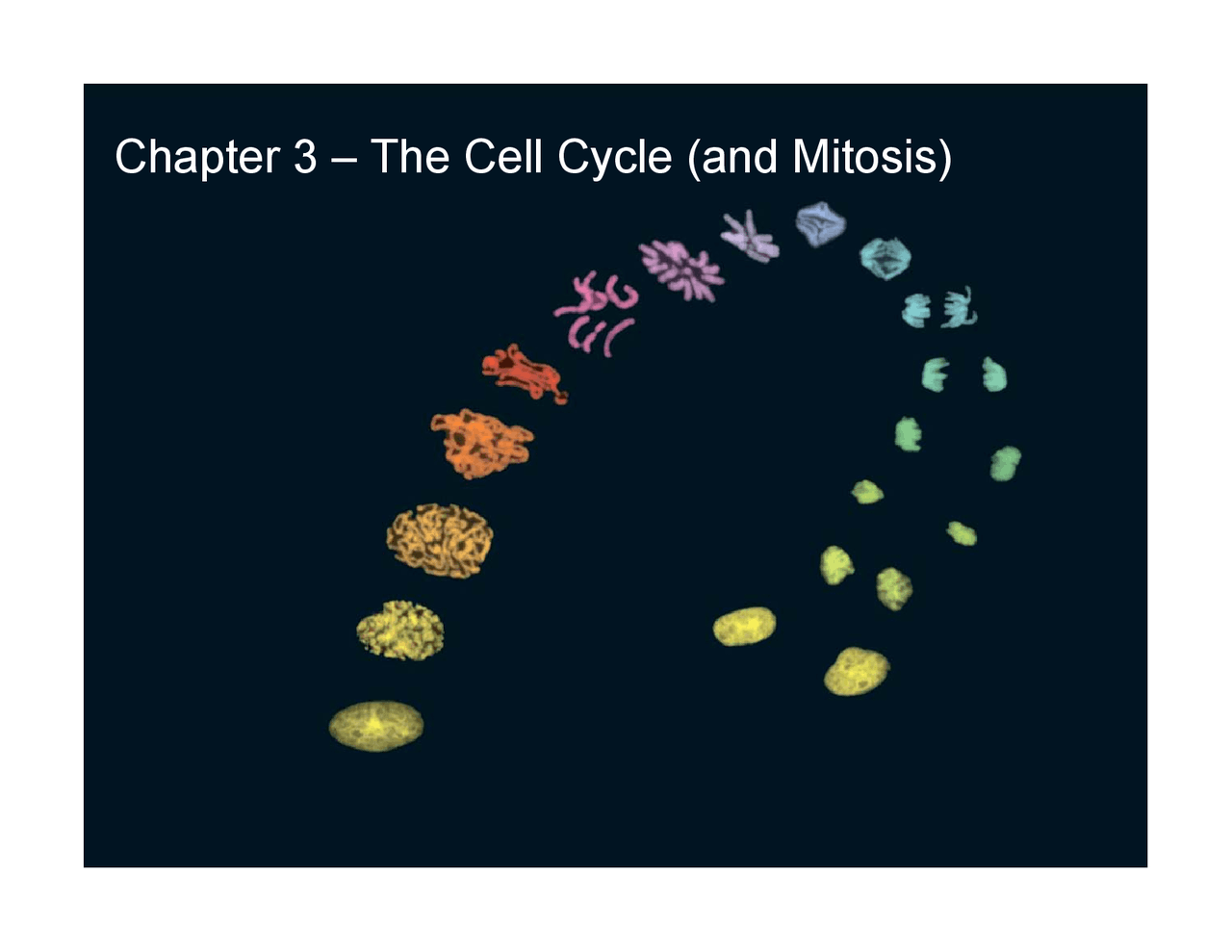 The Cell Cycle And Mitosis Lecture Slides Biol 128 Docsity