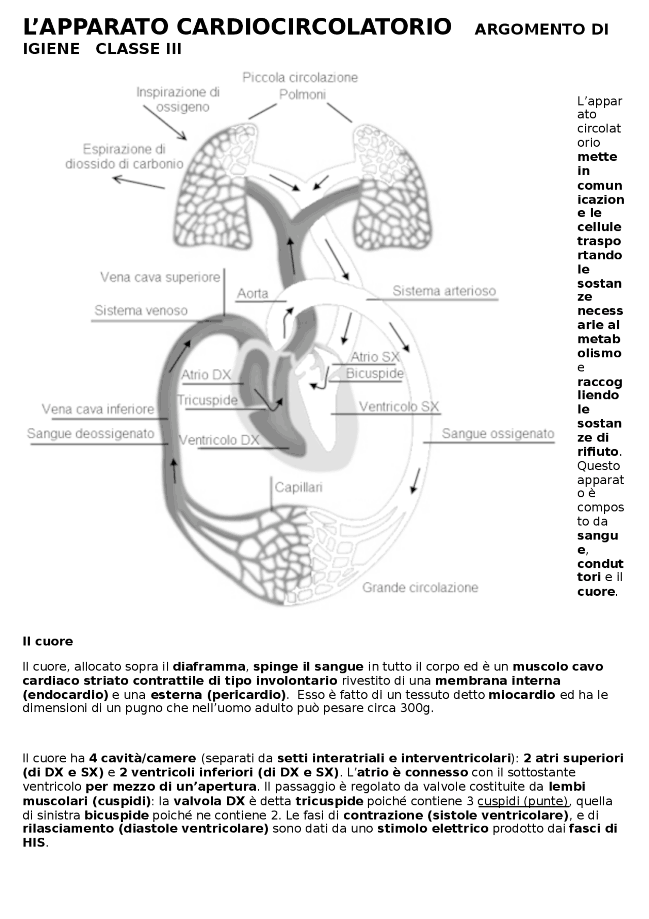 Lapparato Cardiocircolatorio Docsity