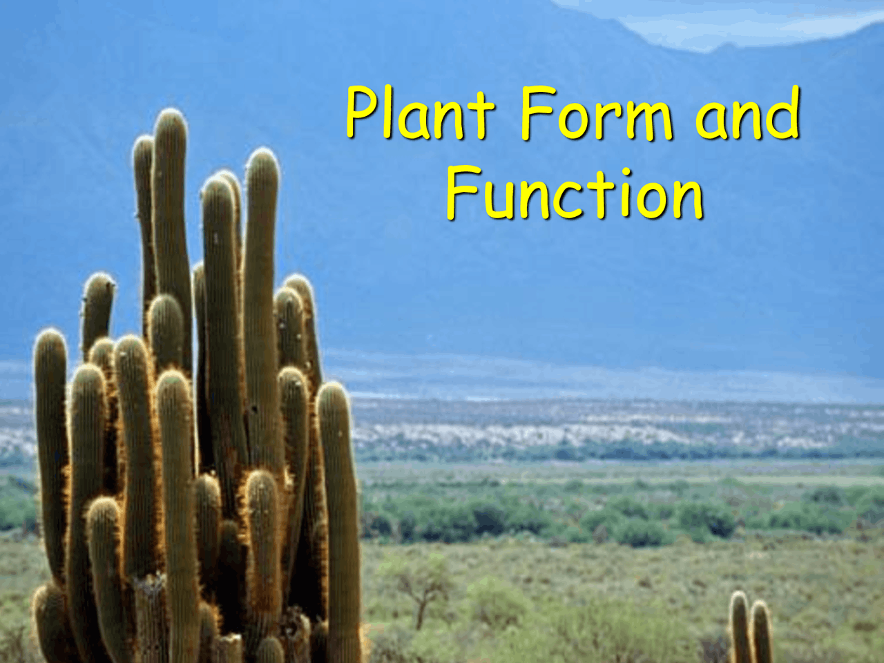 Plant Form And Function Lecture Slides Biol 1120 Docsity 