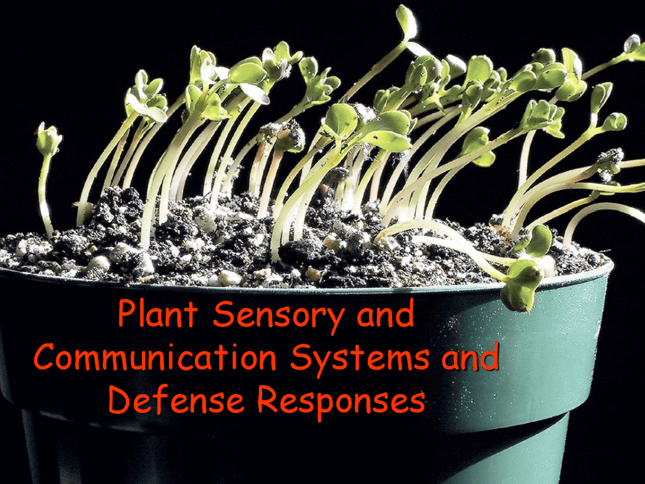 Plant Sensory and Communication Systems and Defense Responses - Slides ...