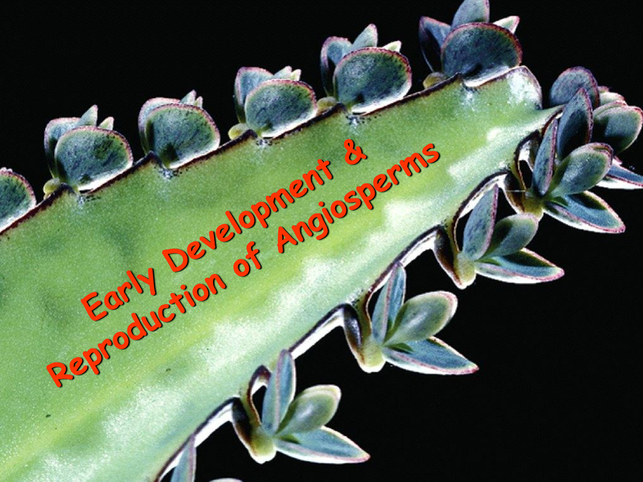 Early Development And Reproduction Of Angiosperms Lecture Slides
