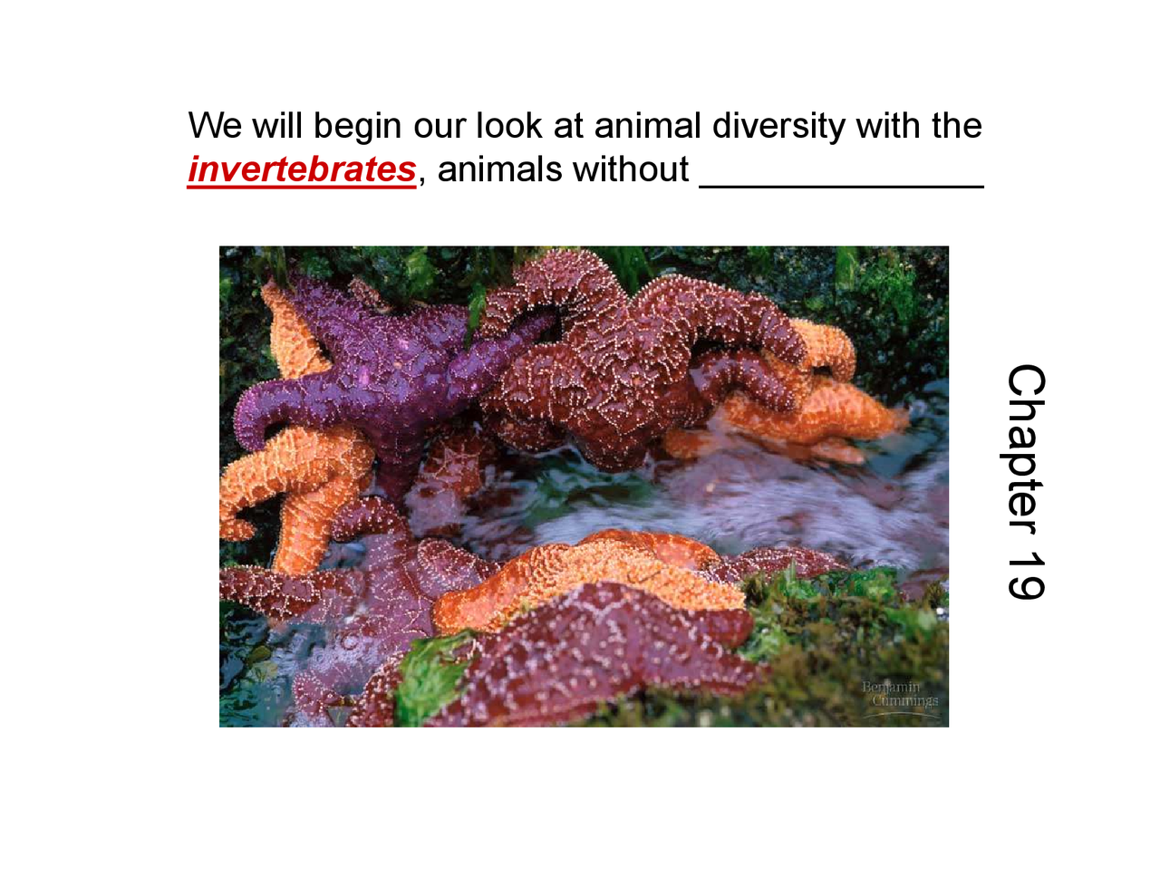 Invertebrates Organismal Biology Lecture Slides Biol 128 Docsity