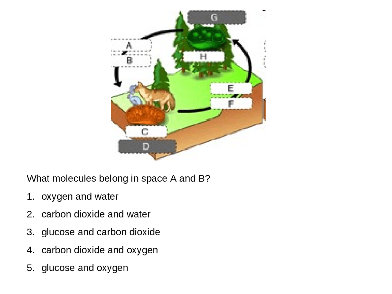 Review Questions Principles Of Biology Bys 119 Docsity