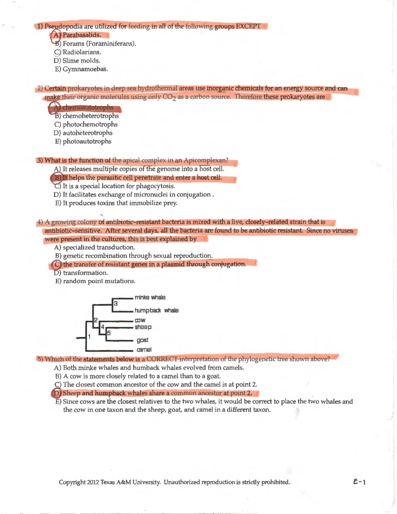 Exam 2 Multiple Choice Questions On Introductory Biology I With Answers