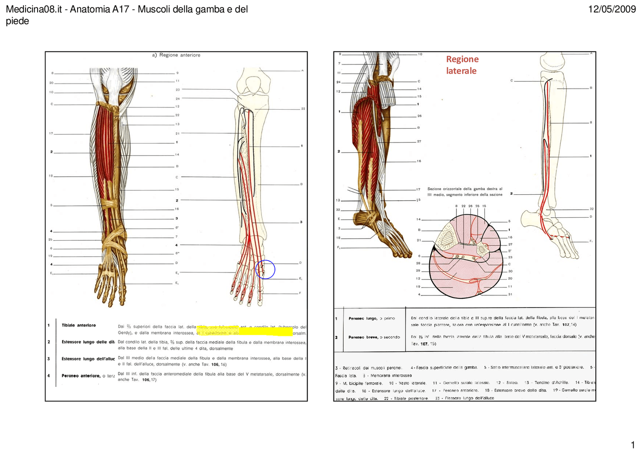 17-muscoli gamba piede - Docsity