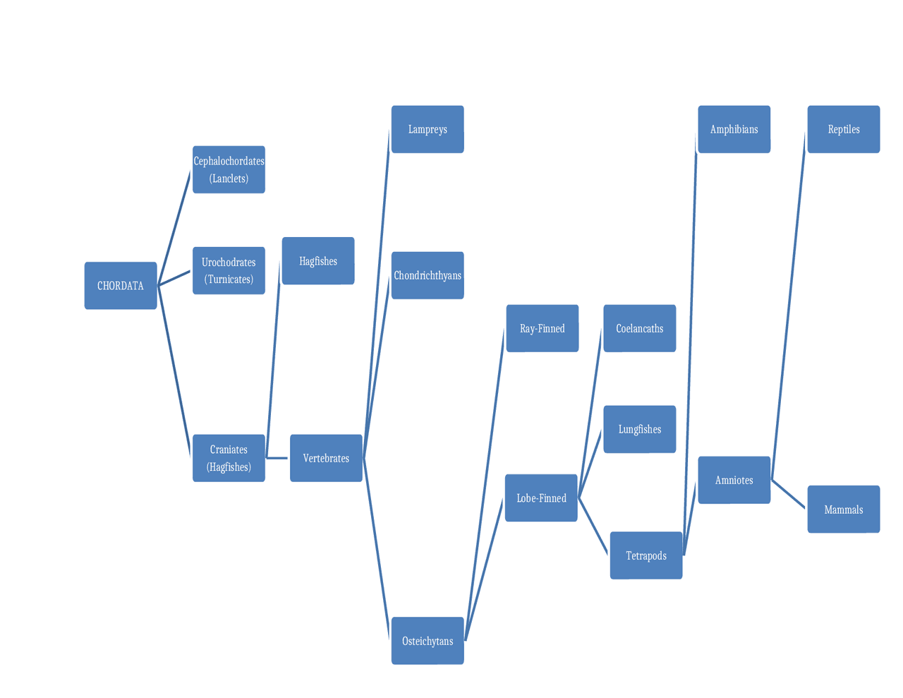 Chordata Chart Evolution Ecology And Biodiversity Lifesci 1 Docsity