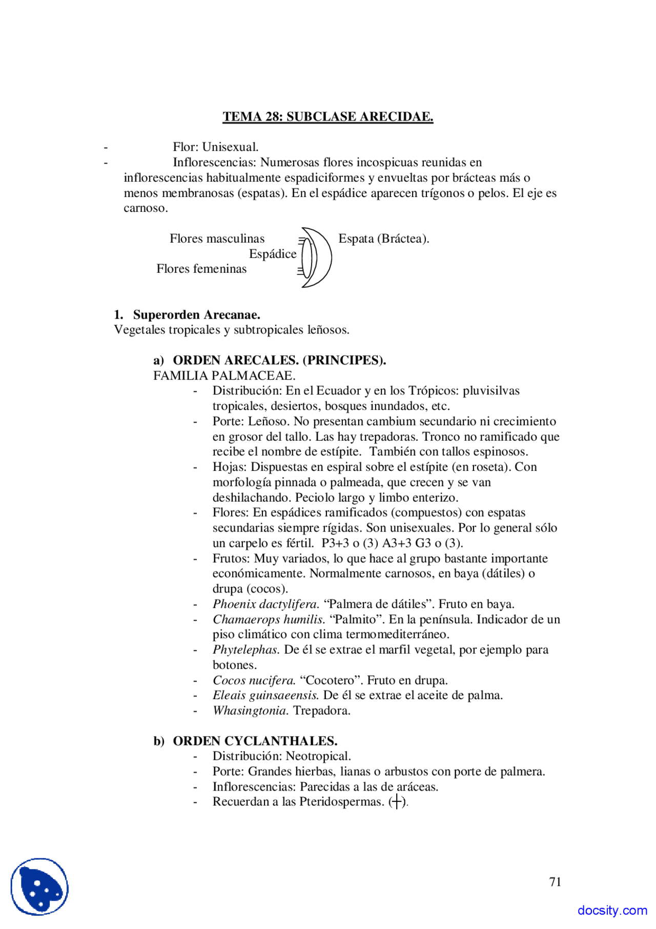 Subclase Arecidae: Características y Familias | Apuntes de Fanerógamas ...