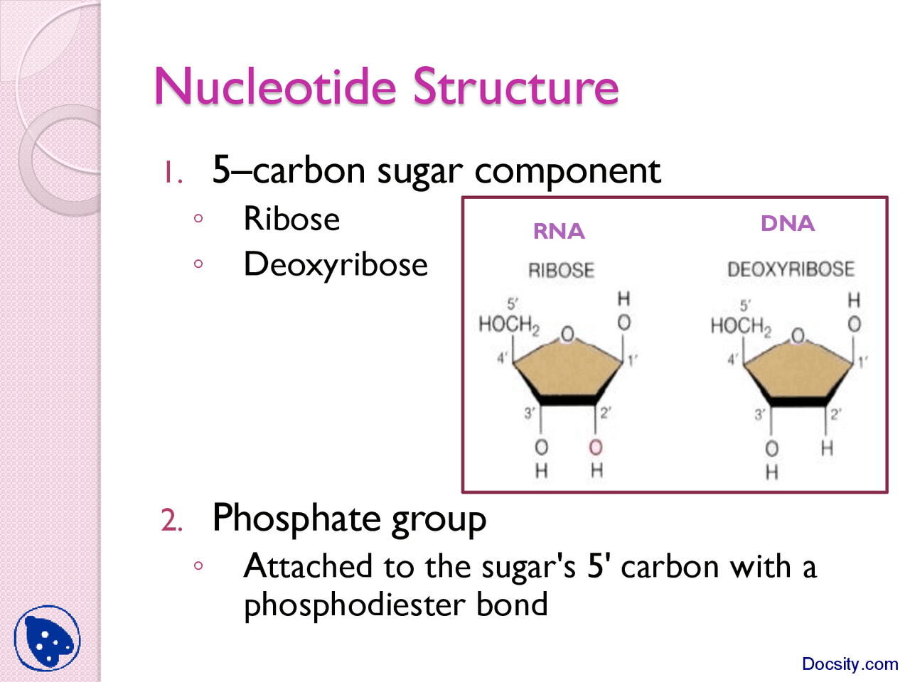 Nucleotide Structure Genetics And Biology Lecture Slides Docsity