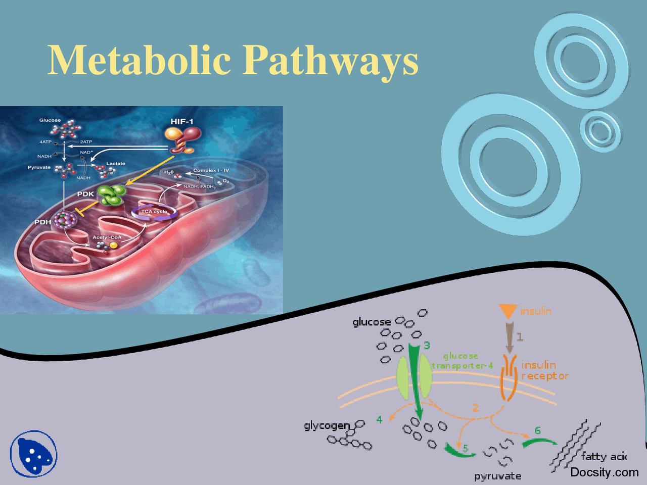 Metabolic Pathways Part 1 Biological Reactions Lecture Slides Docsity