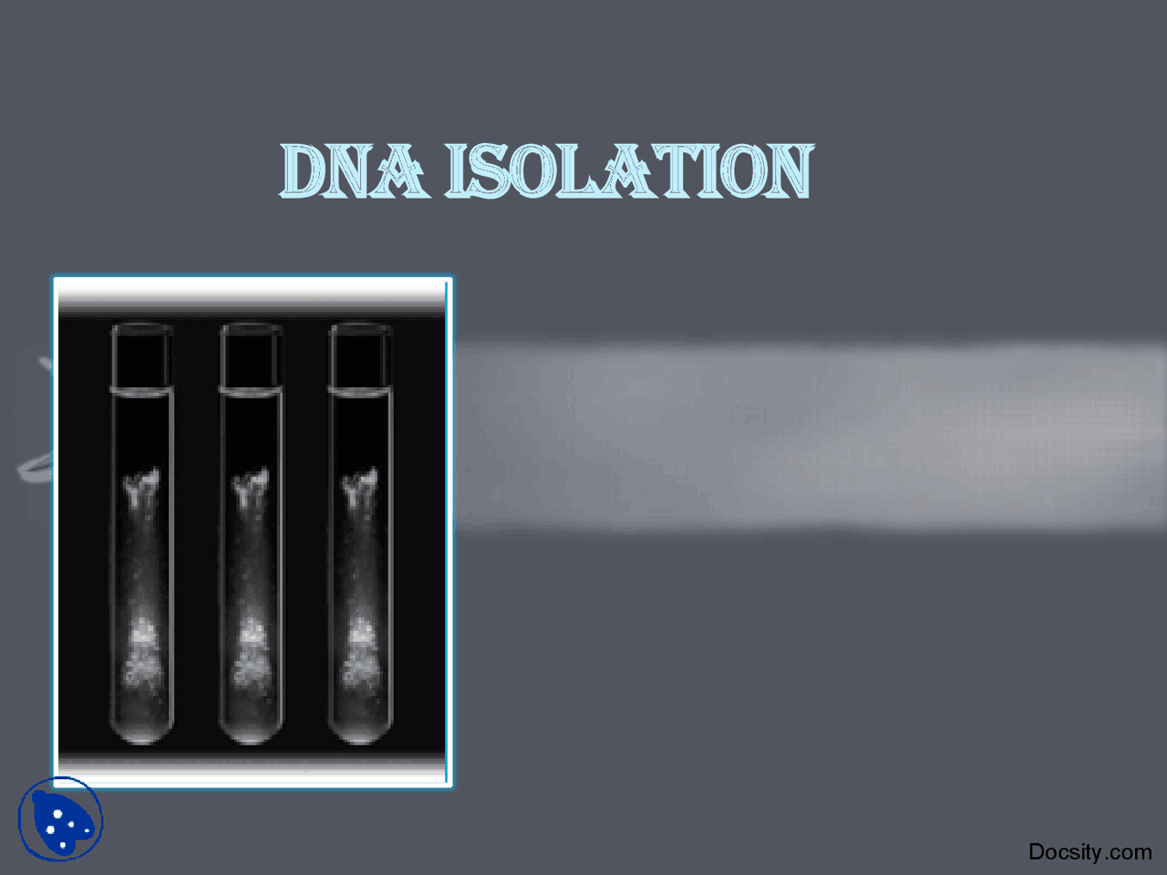 DNA Isolation-Human Genetics-Lecture Slides - Docsity