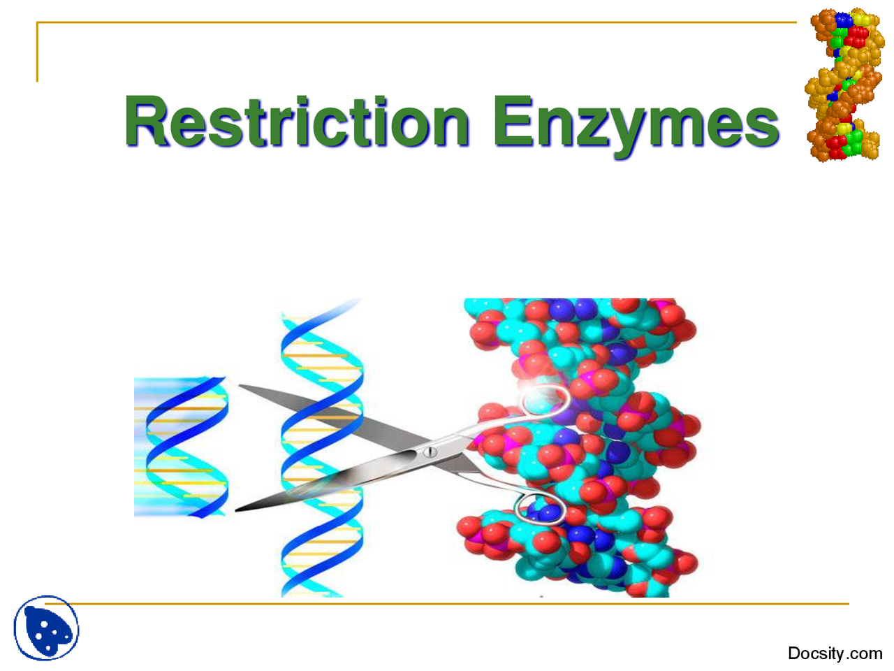 Restriction Enzymes Biological Reactions Lecture Slides Docsity