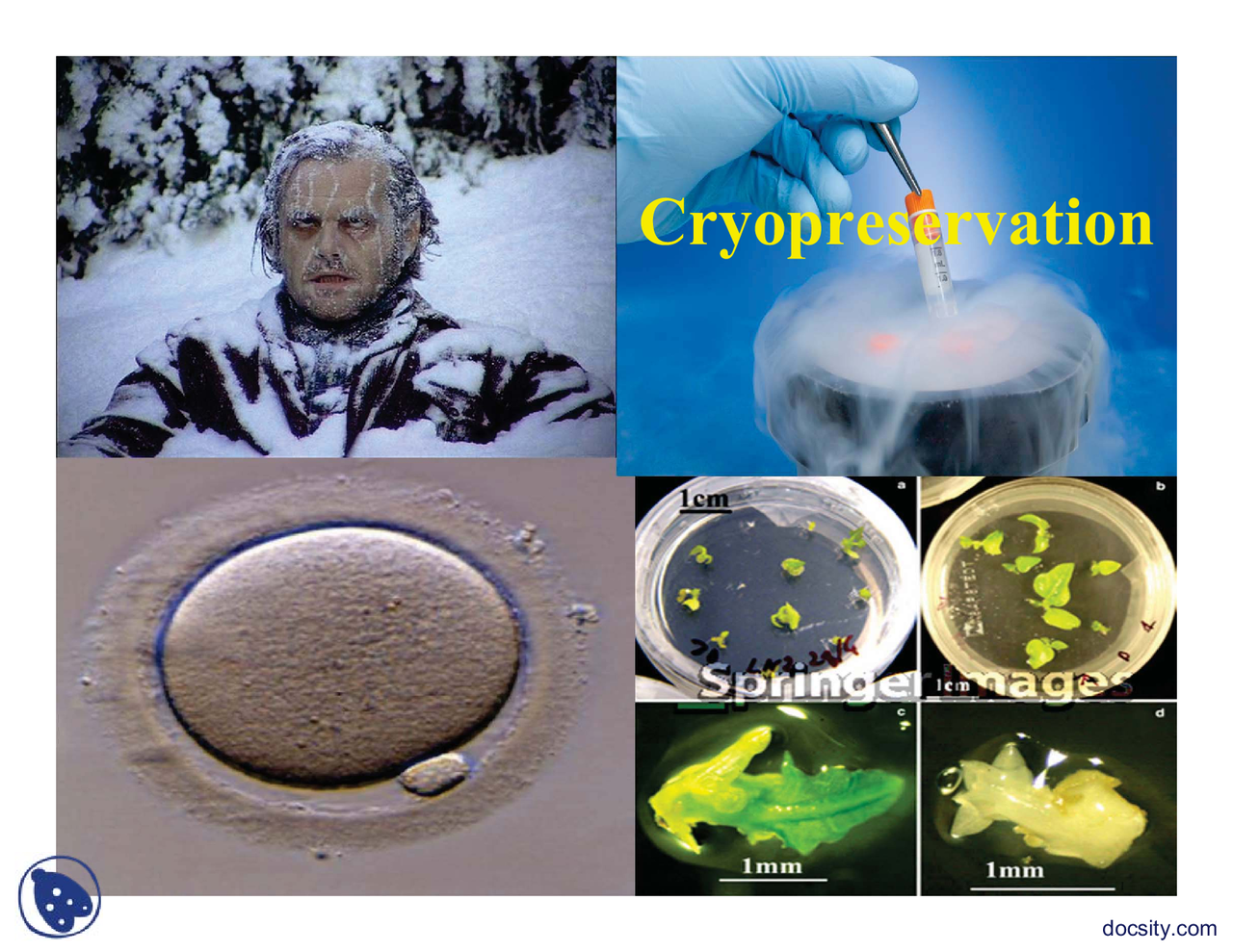 Cryopreservation part 1-Cell Biology-Lecture Slides - Docsity