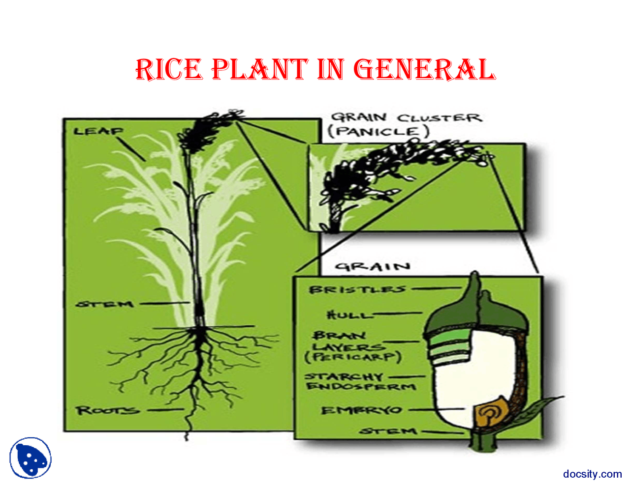 Classification and Description of Different Species of Rice | Slides Botany and Agronomy | Docsity