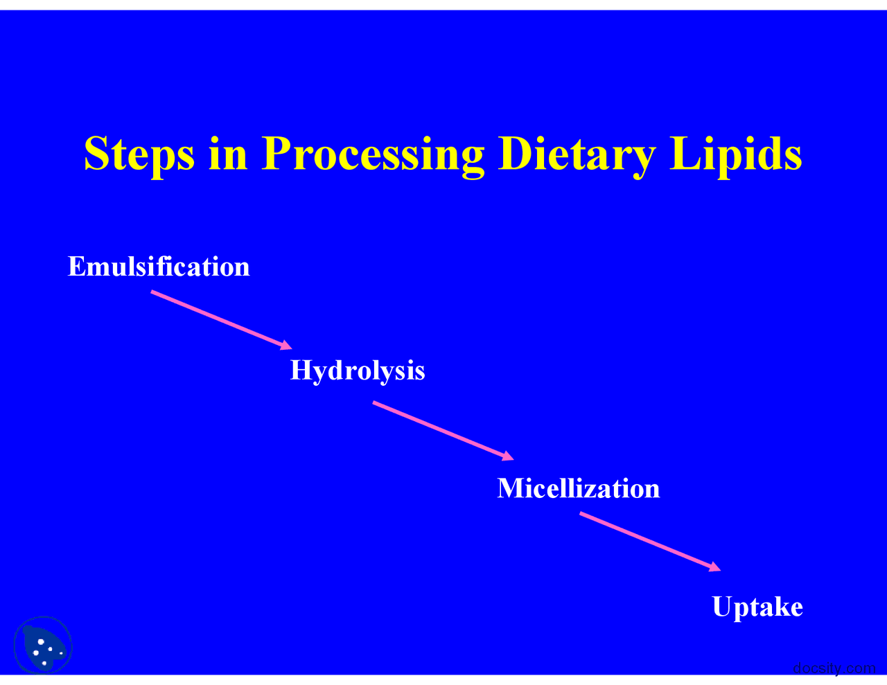 Steps In Processing Dietary Lipids Pathophysiology In Medicine Lecture