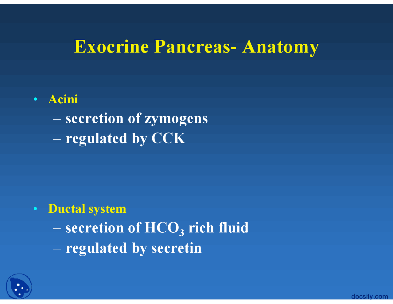 Anatomy, Exocrine Pancreas-Drugs, Medicine And Pathophysiology-Lecture ...
