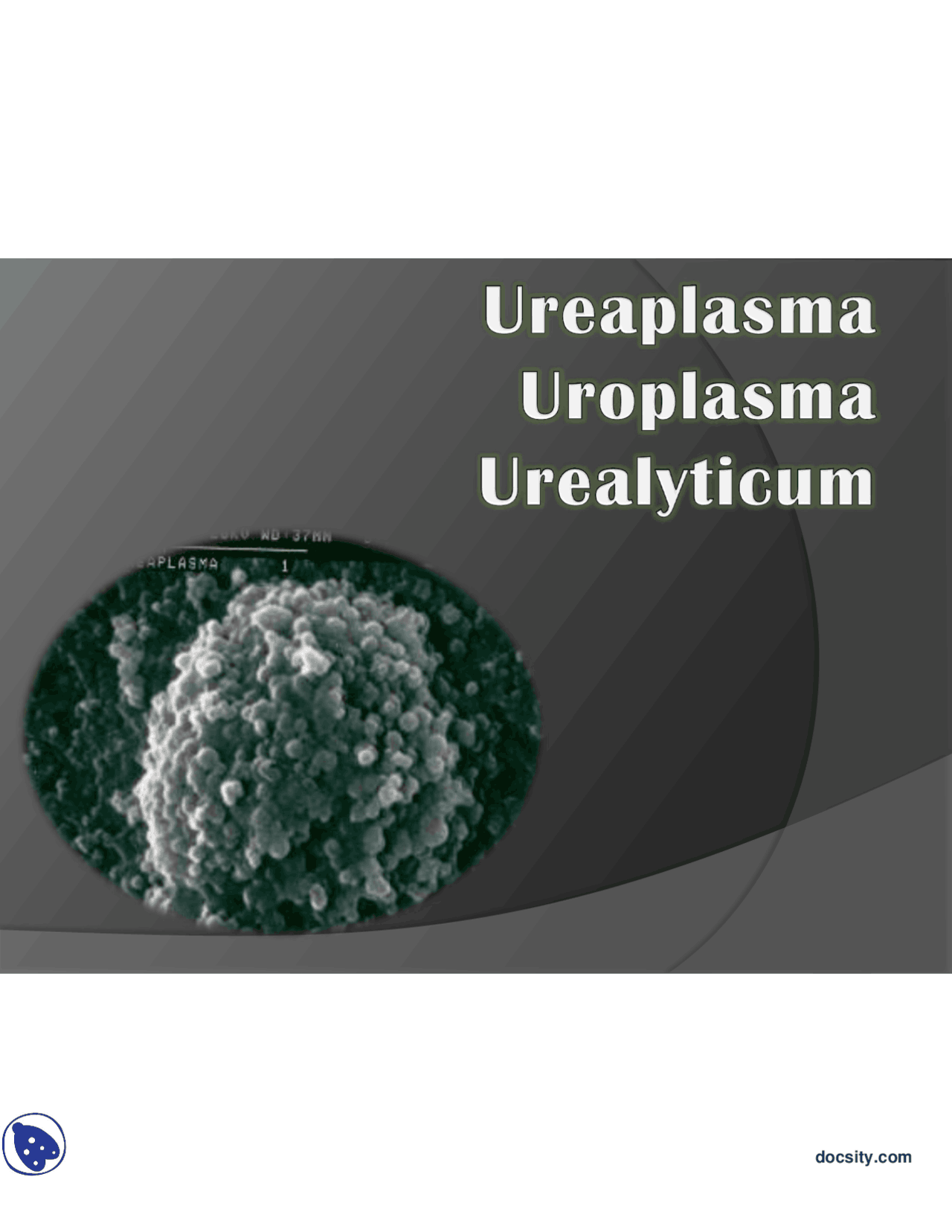 Ureaplasma Uroplasma Urealyticum - Microbiología - Diapositivas ...