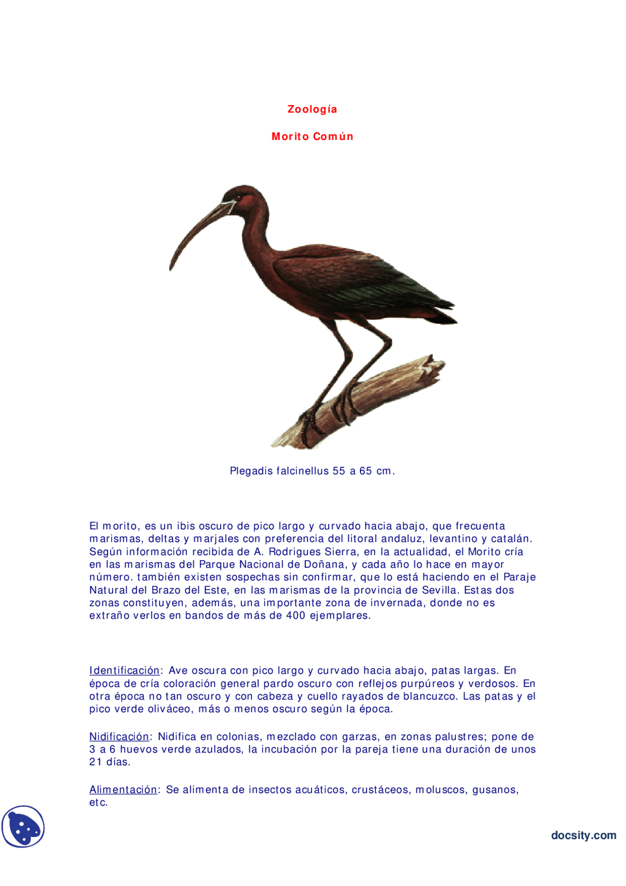 Morito común - Apuntes - Zoología - Docsity