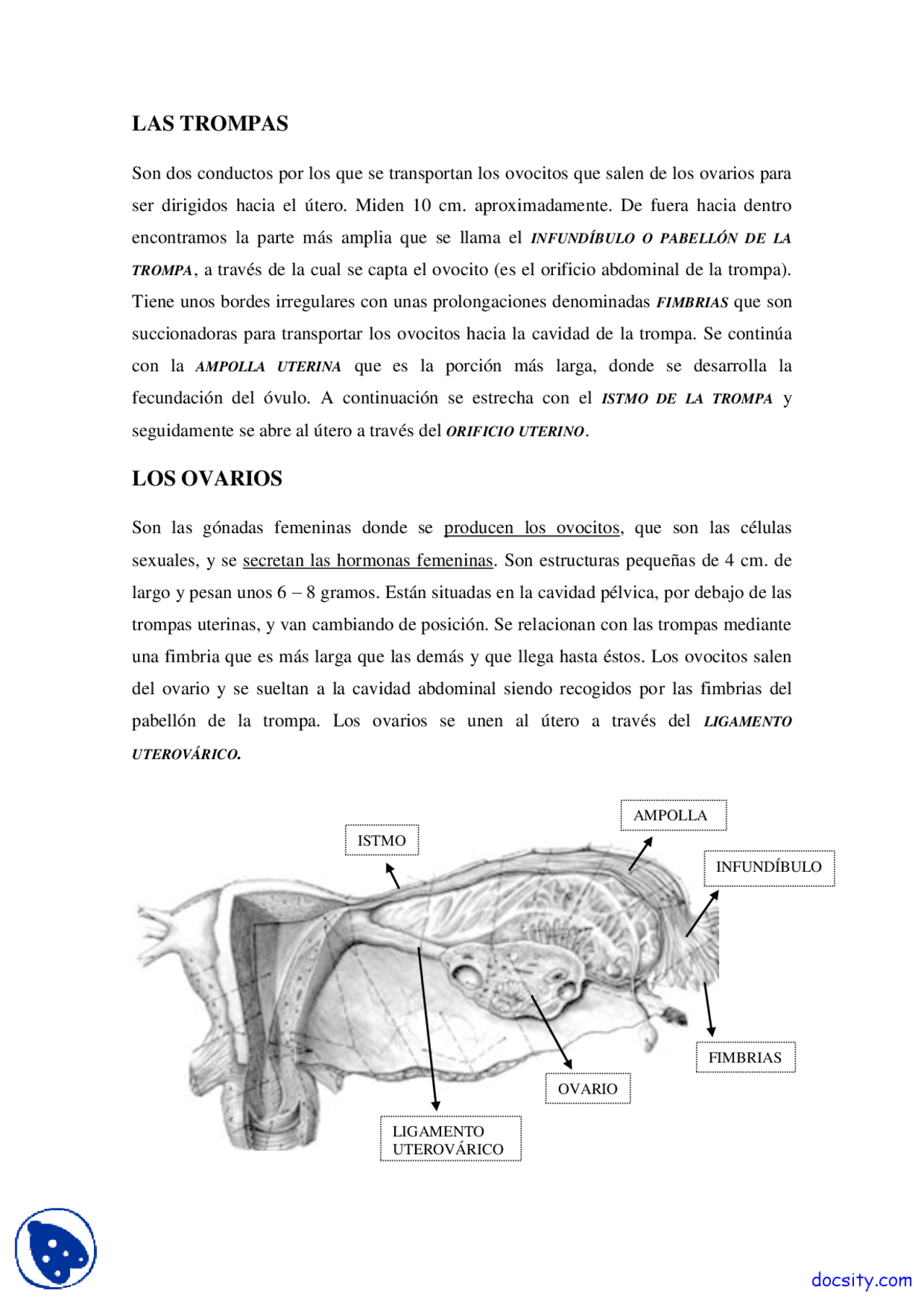 Anatomia Del Sistema Cardiovascular Apuntes Anatomía Parte 8