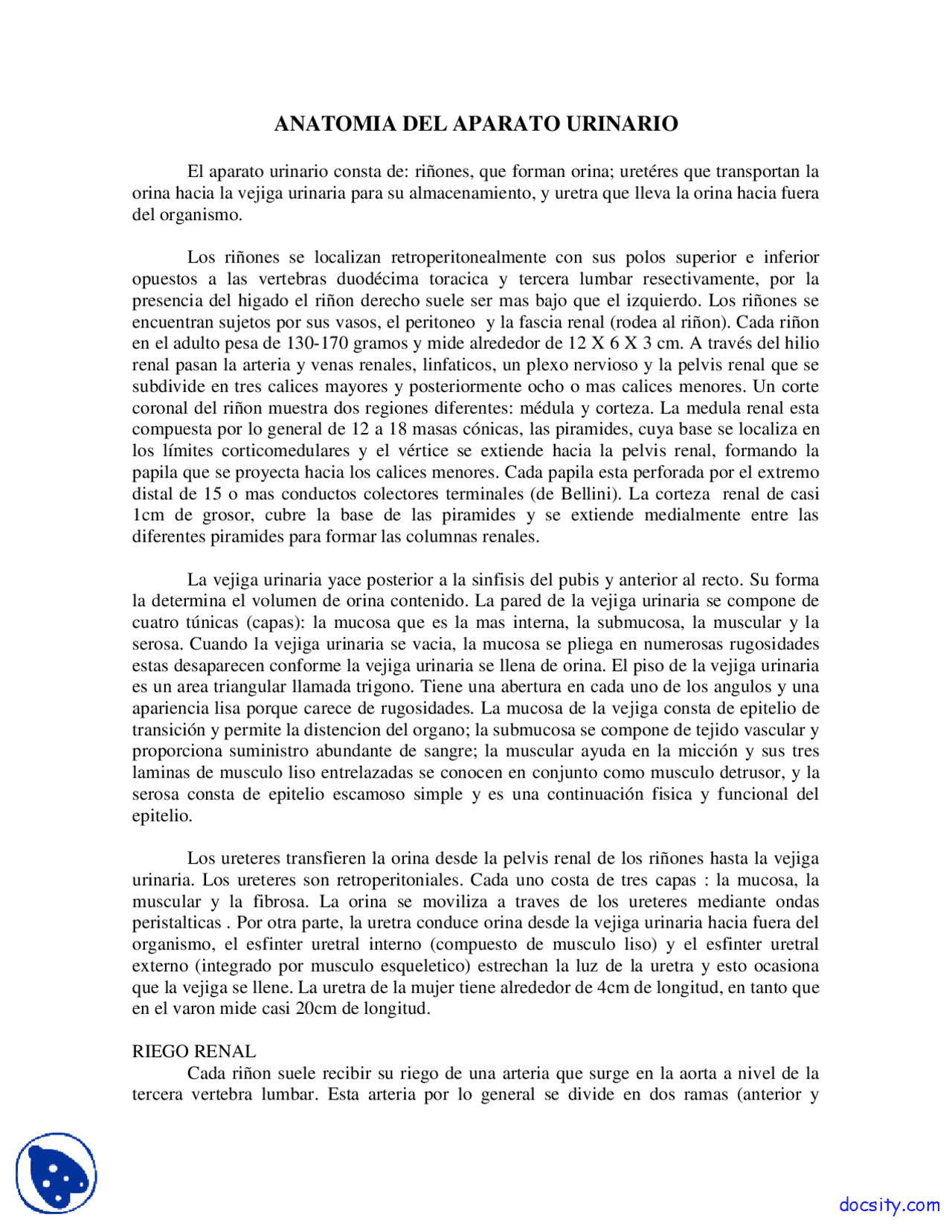 Anatomía Del Aparato Urinario Apuntes Anatomia Docsity