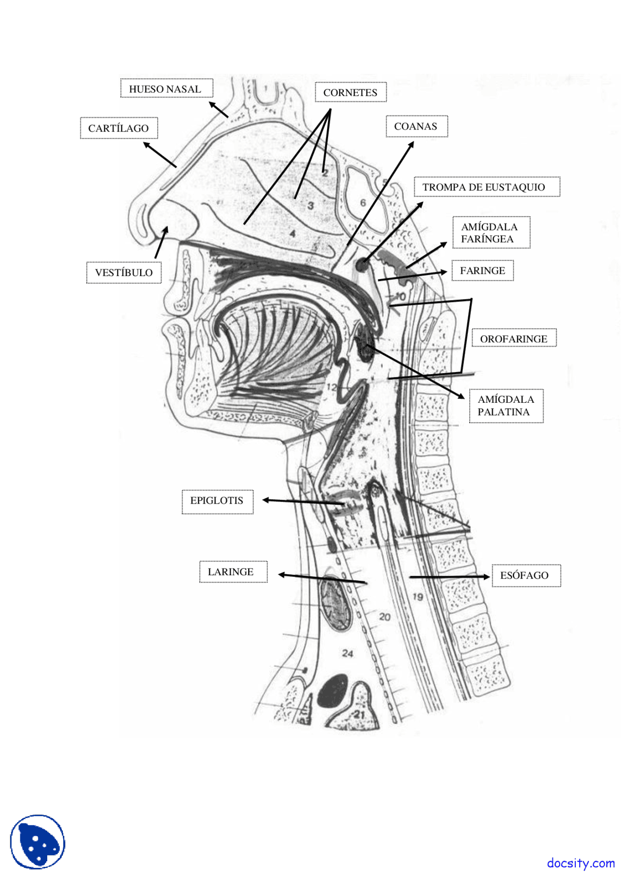 Anatomia Del Sistema Cardiovascular Apuntes Anatomía Parte 4
