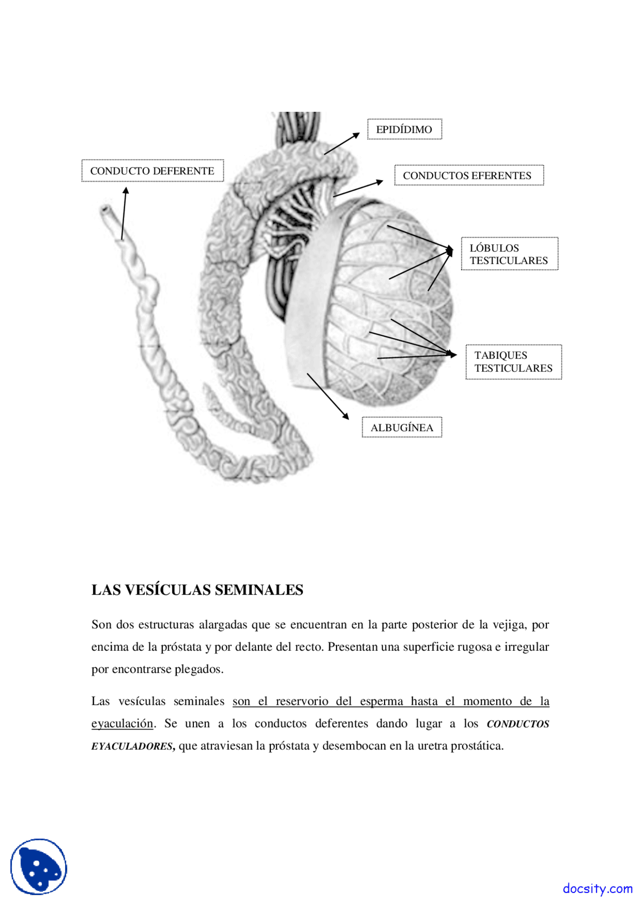 Anatomia Del Sistema Cardiovascular Apuntes Anatomía Parte 7