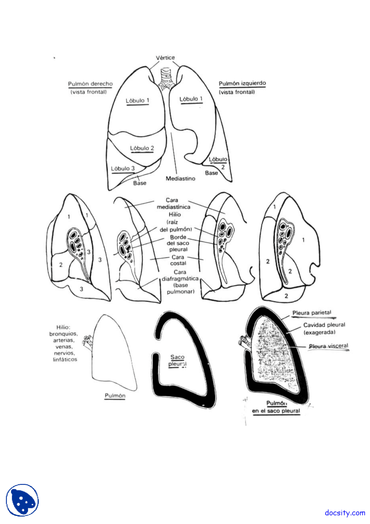 Anatomia Del Sistema Cardiovascular Apuntes Anatomía Parte 5