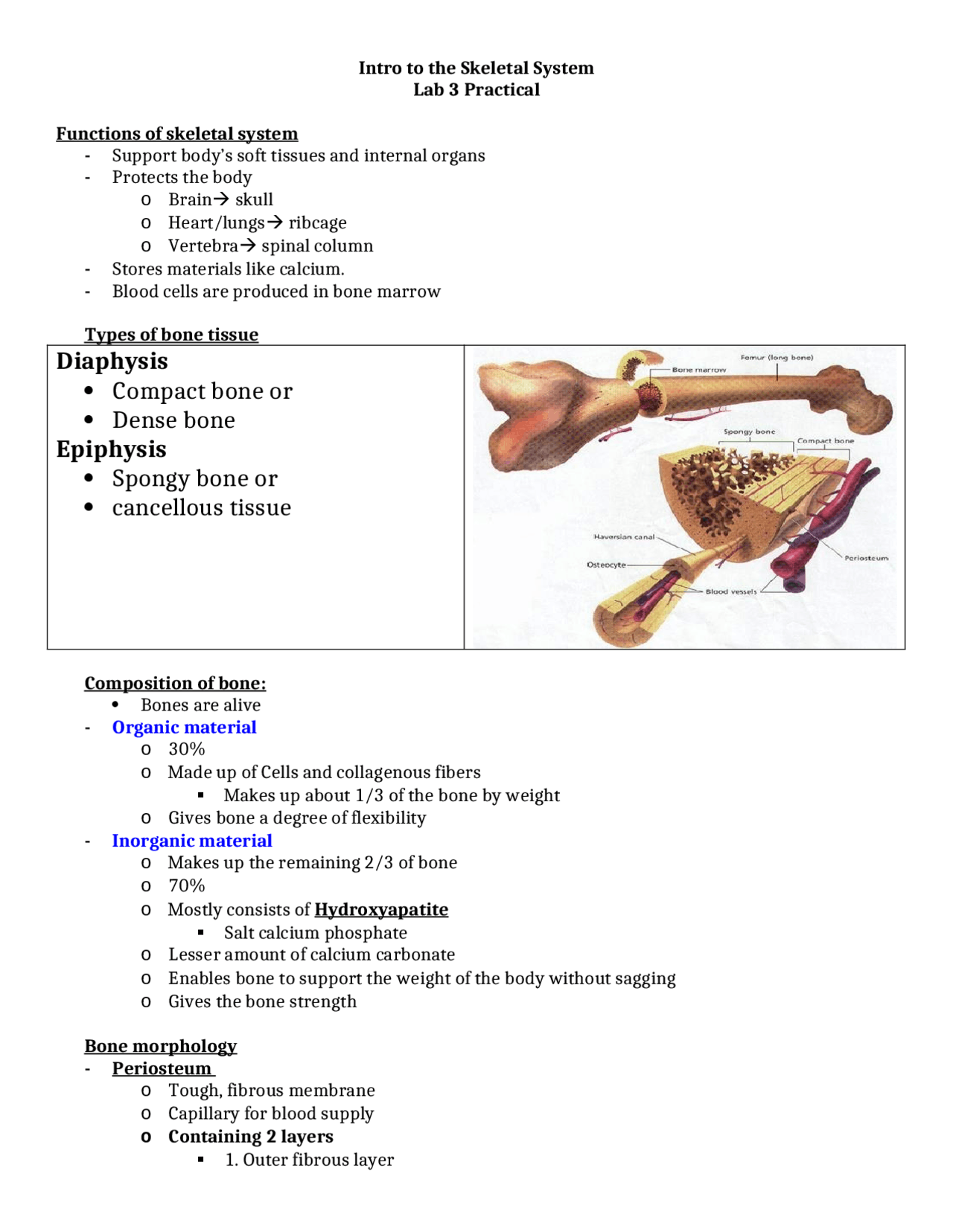 Introduction to Skeletal System - Anatomy and Physiology Lab I | CBIO ...