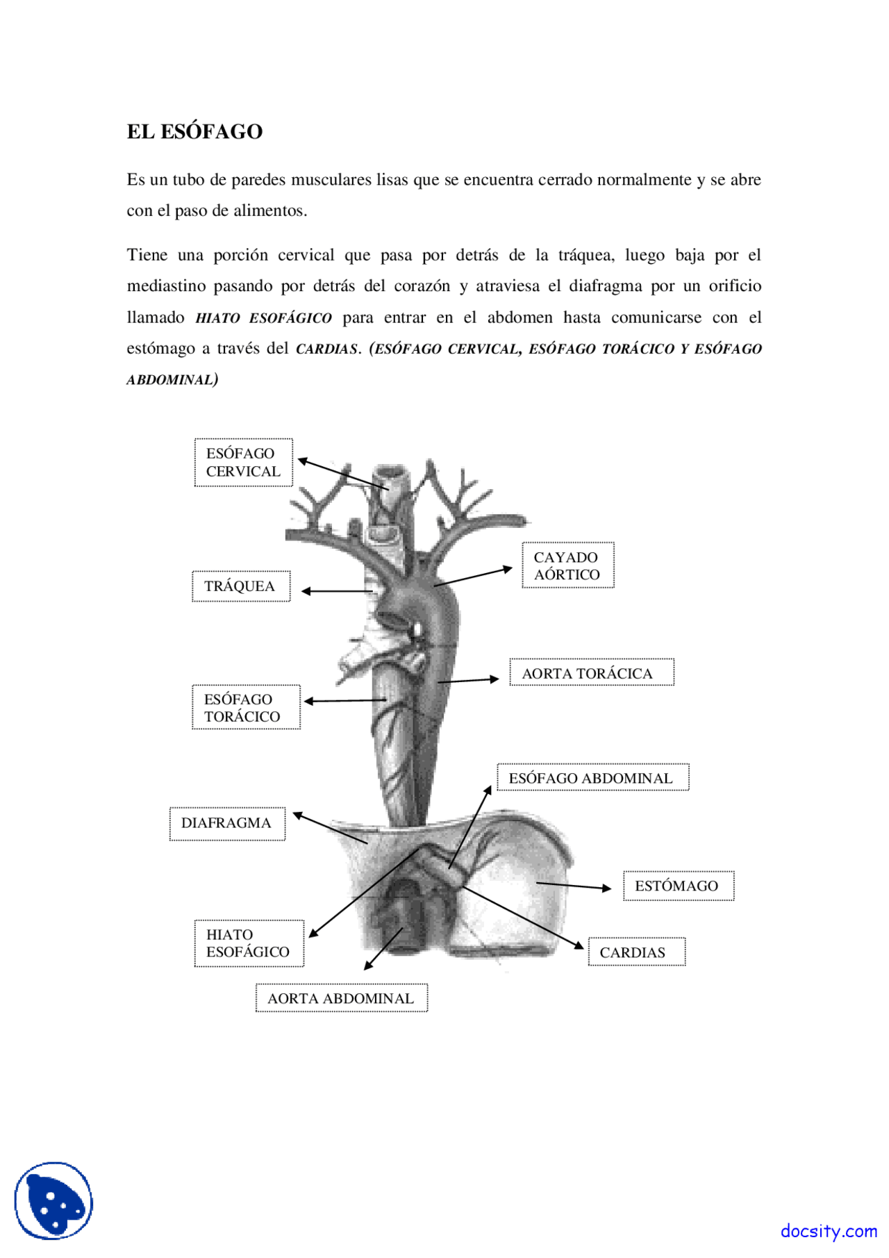 Esófago - Hiato Esofágico - Apuntes - Anatomía | Study notes of Anatomy ...