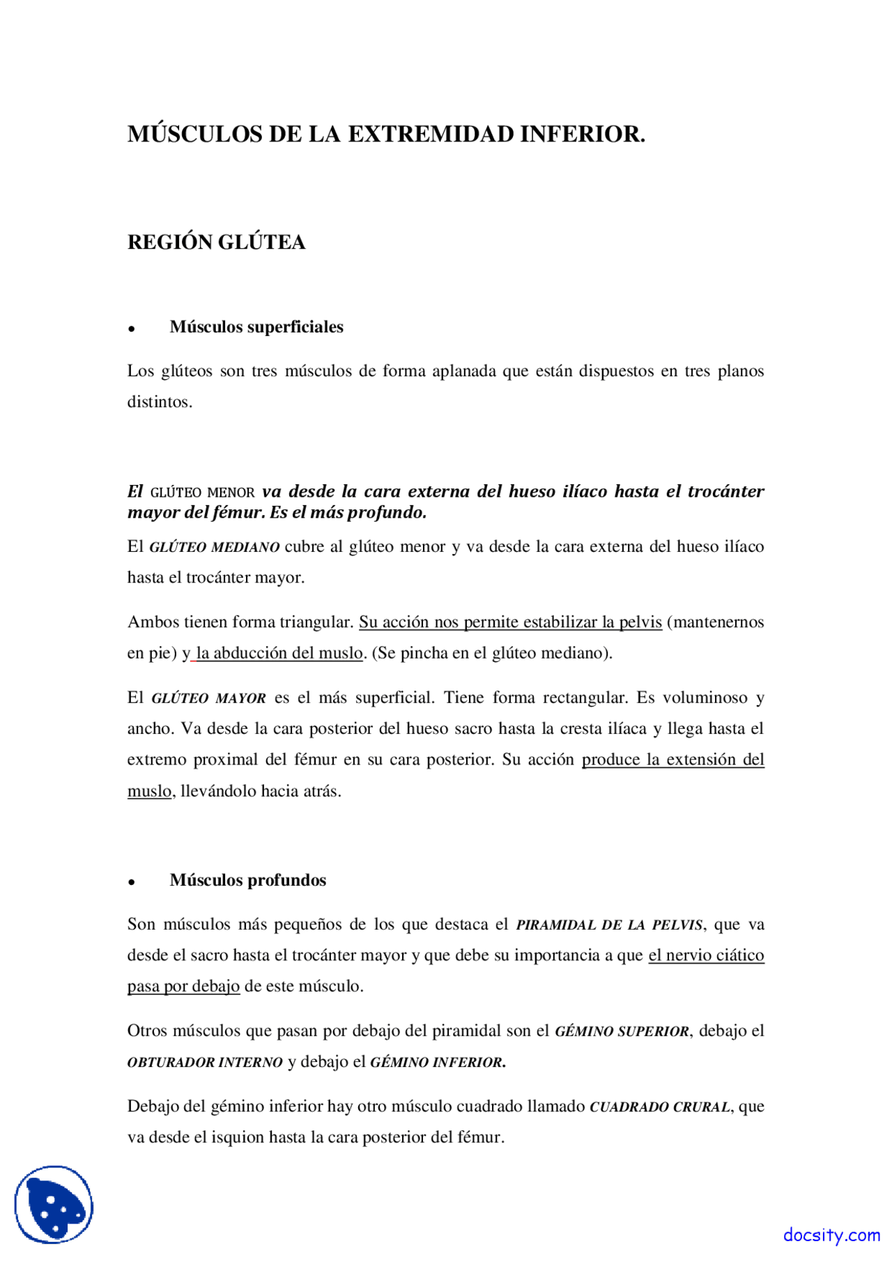 Músculos De La Extremidad Inferior Apuntes Anatomía Docsity