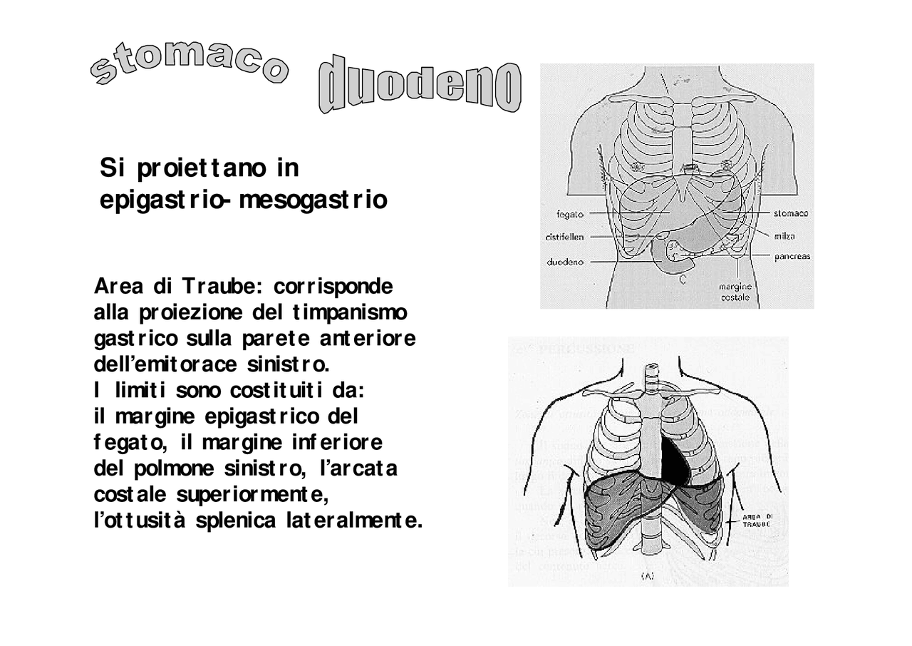 Stomaco E Duodeno Appunti Di Anatomia Docsity