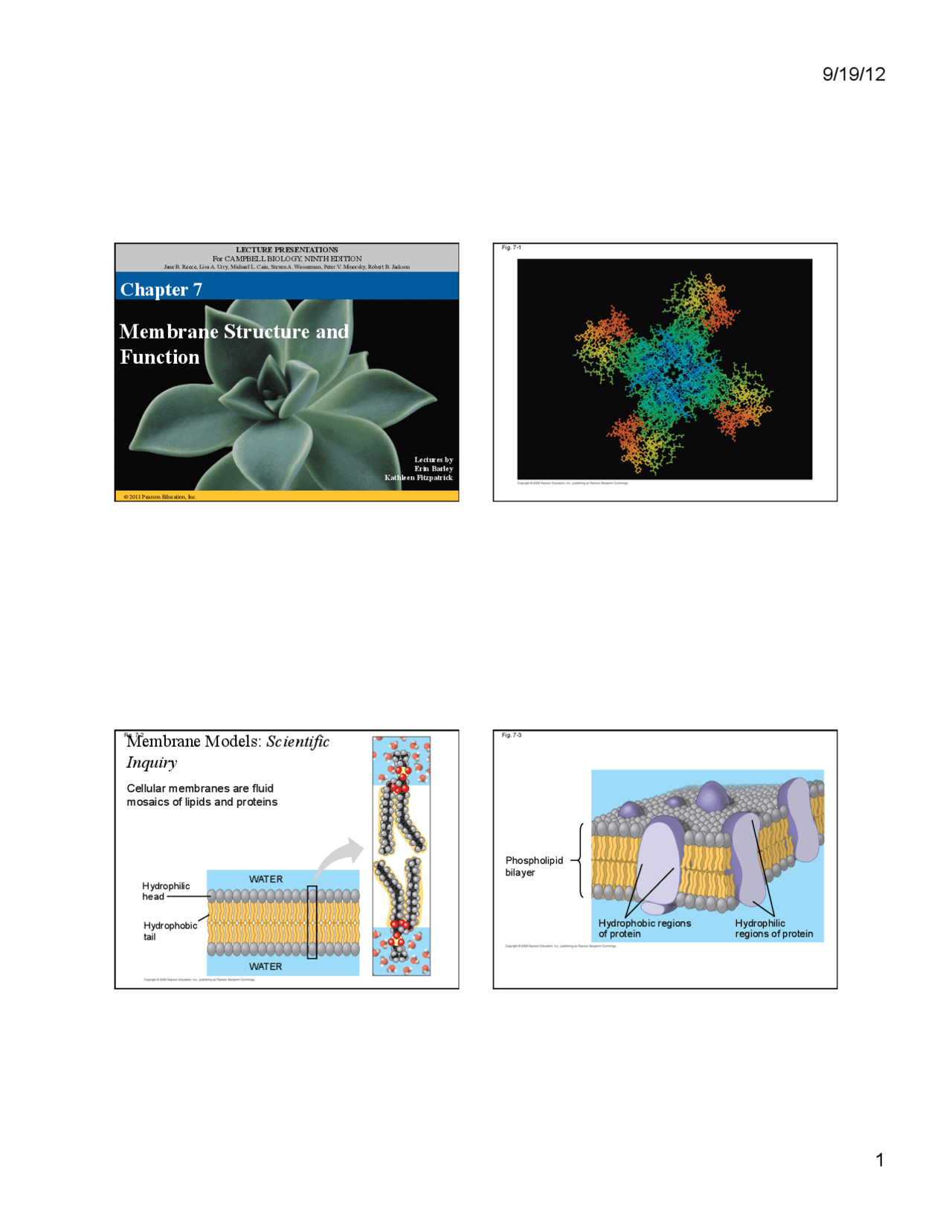 Membrane Structure And Function Lecture Slides Biol 1201 Docsity