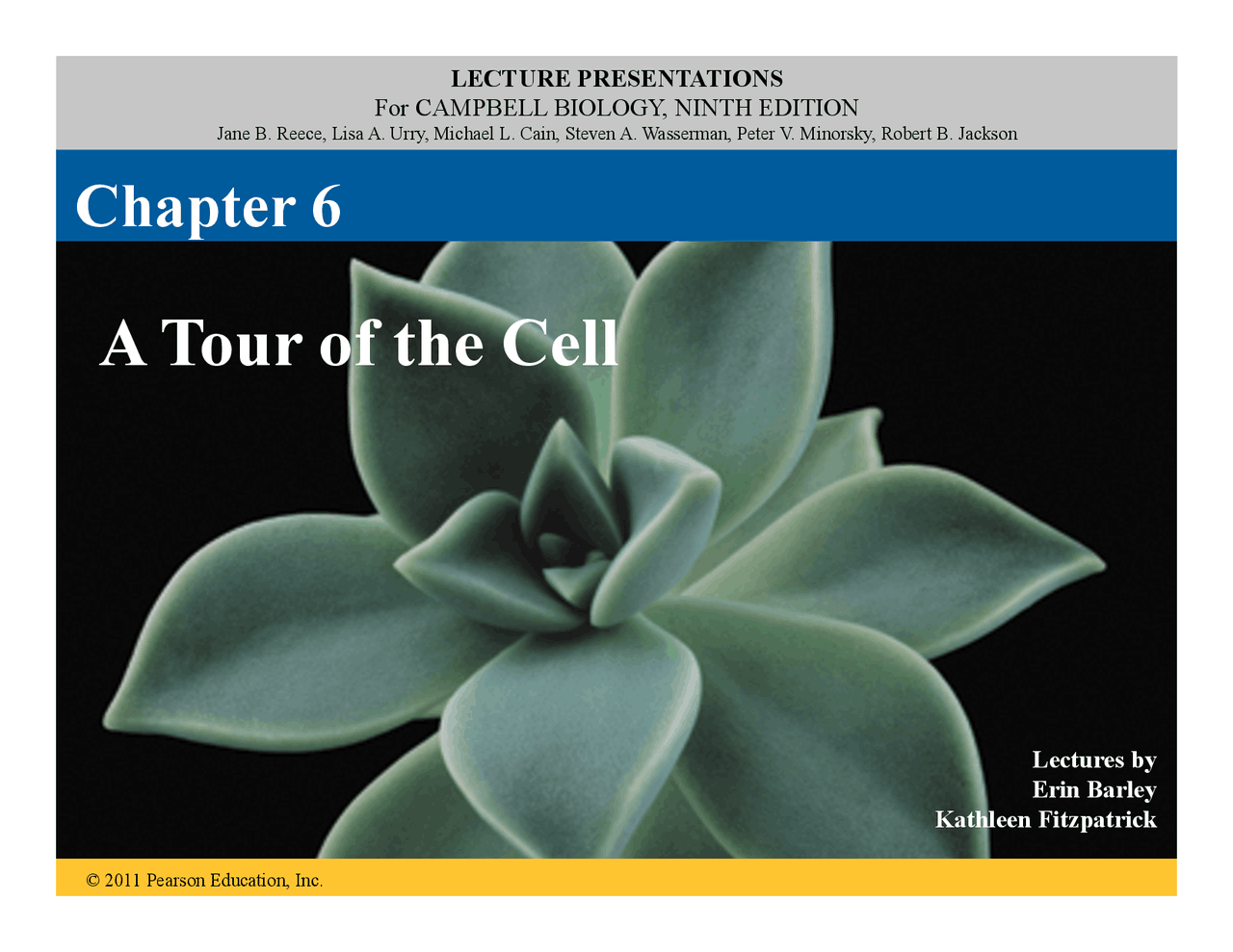 A Tour Of The Cell Lecture Slides Biol 1201 Docsity