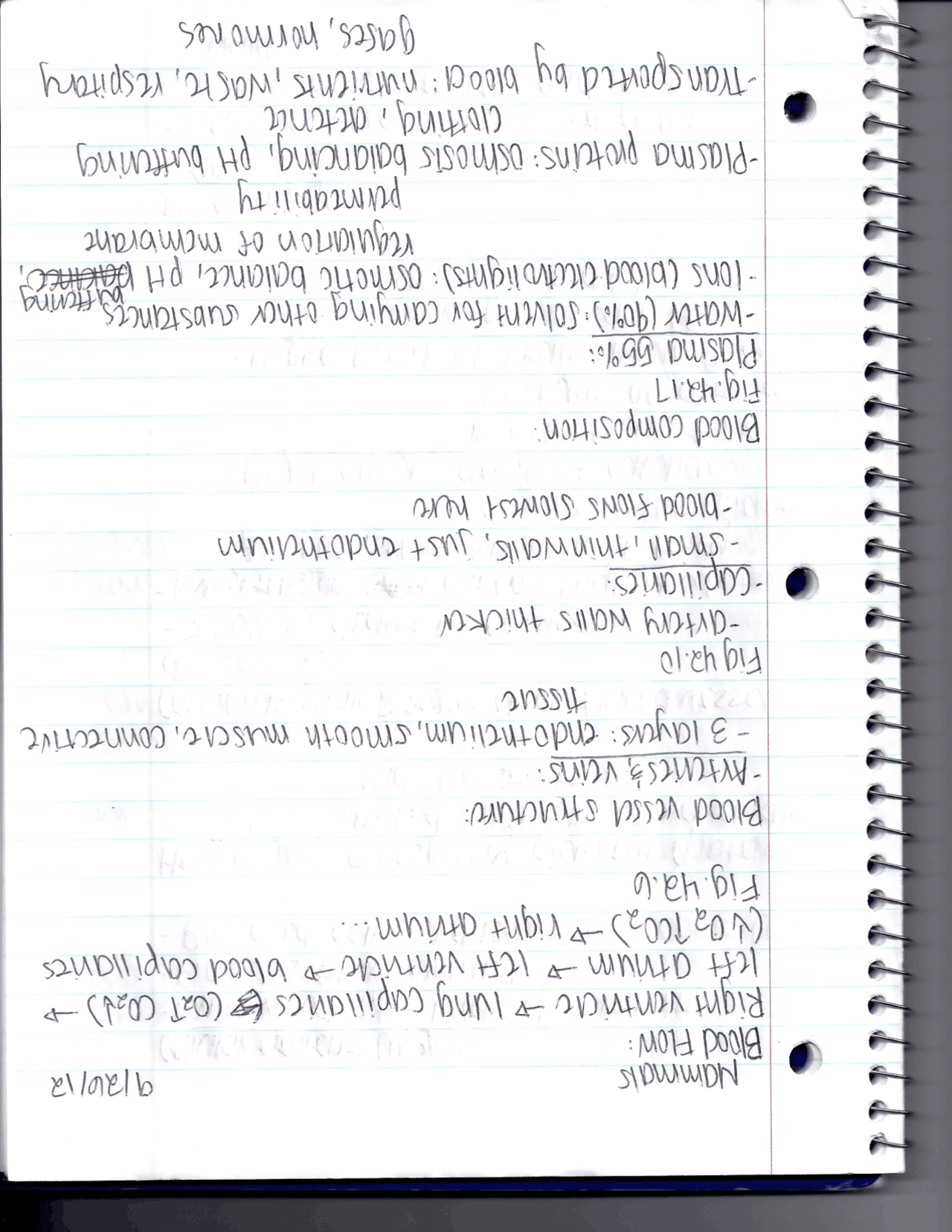 Notes on Mammalian Respiration - Biology of Organisms-Animals and ...