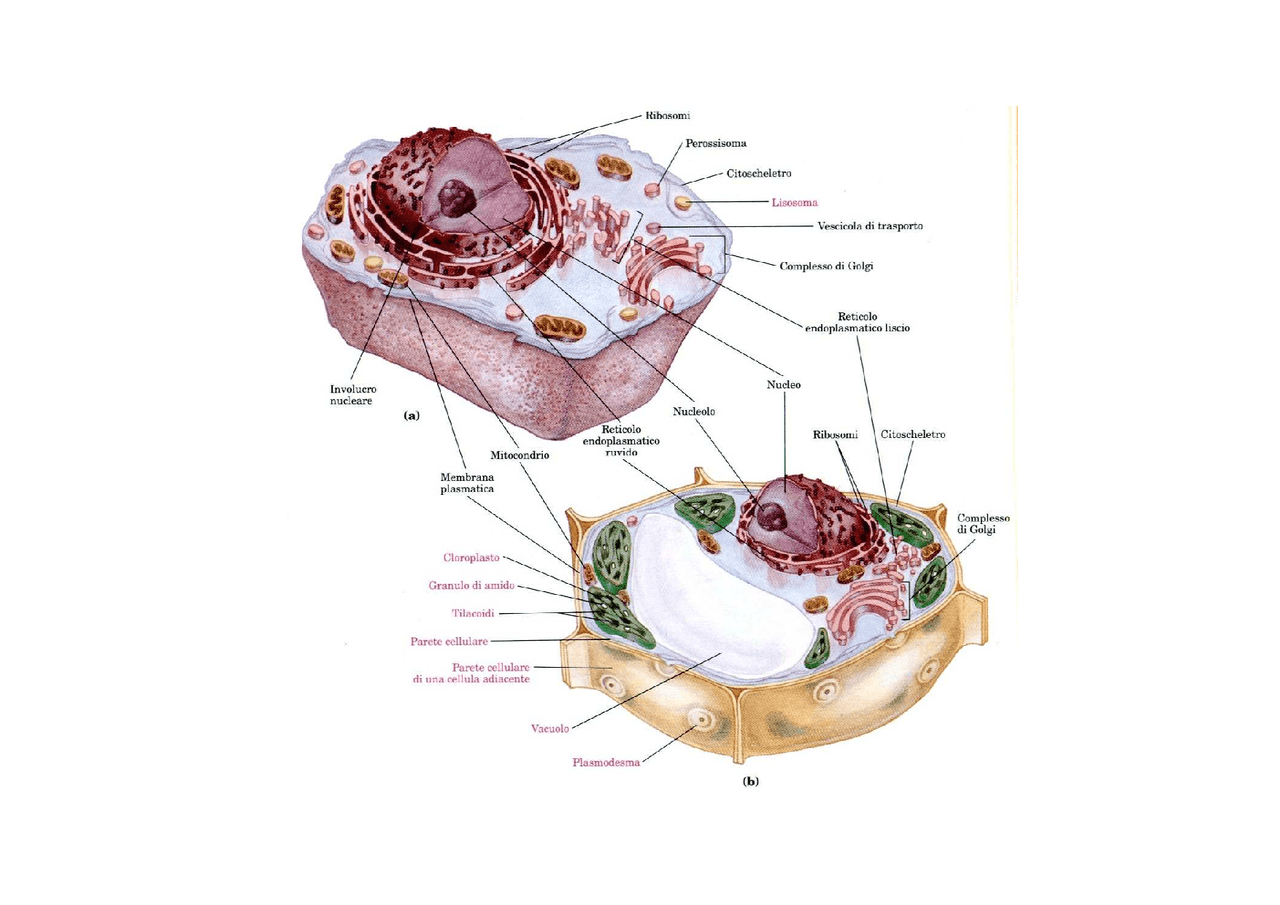 Dimensione della cellula e delle strutture cellulari - chimica 08-09 ...