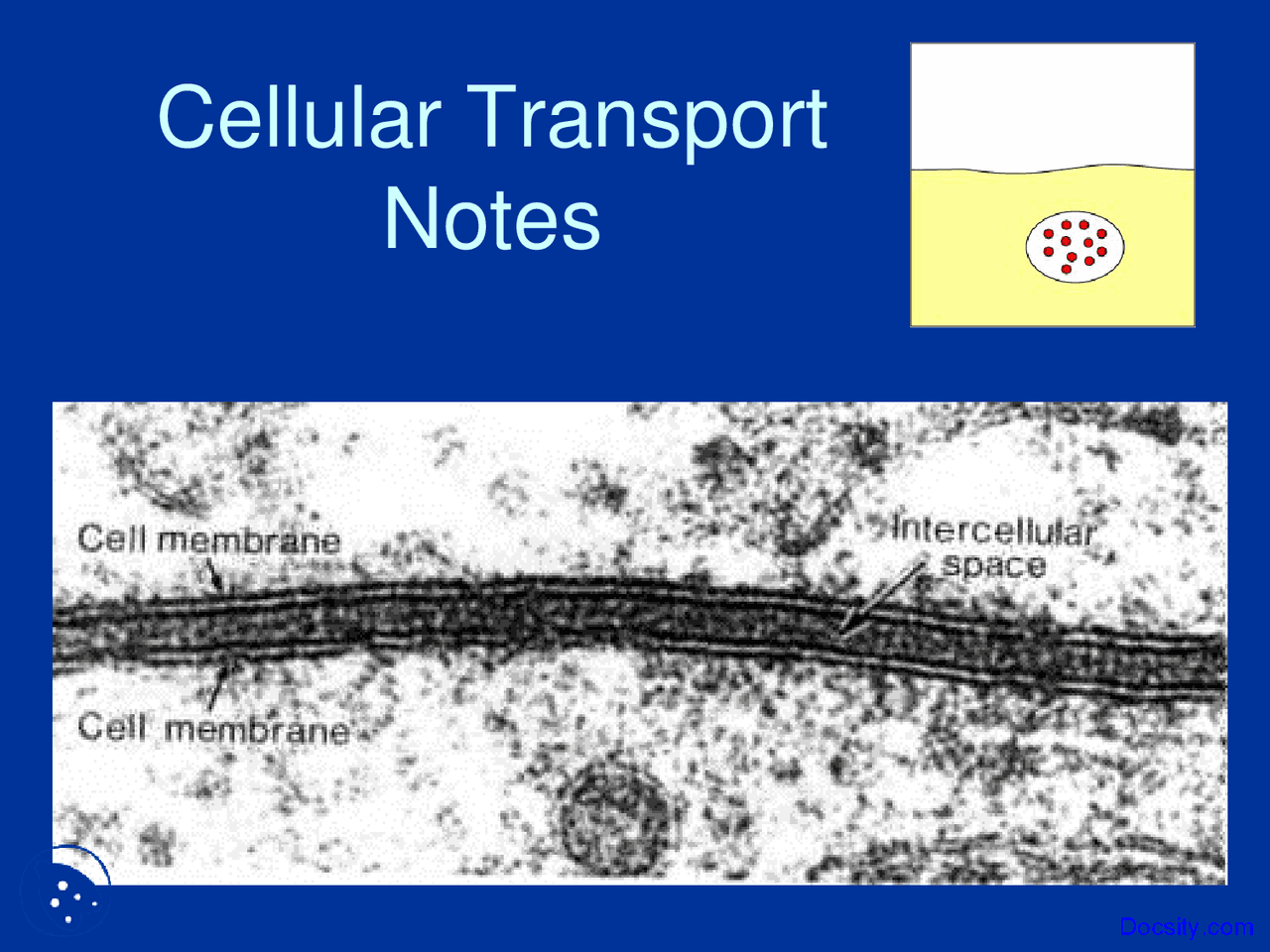 Cell Transport Cell Biology Lecture Slides Slides Cell Biology