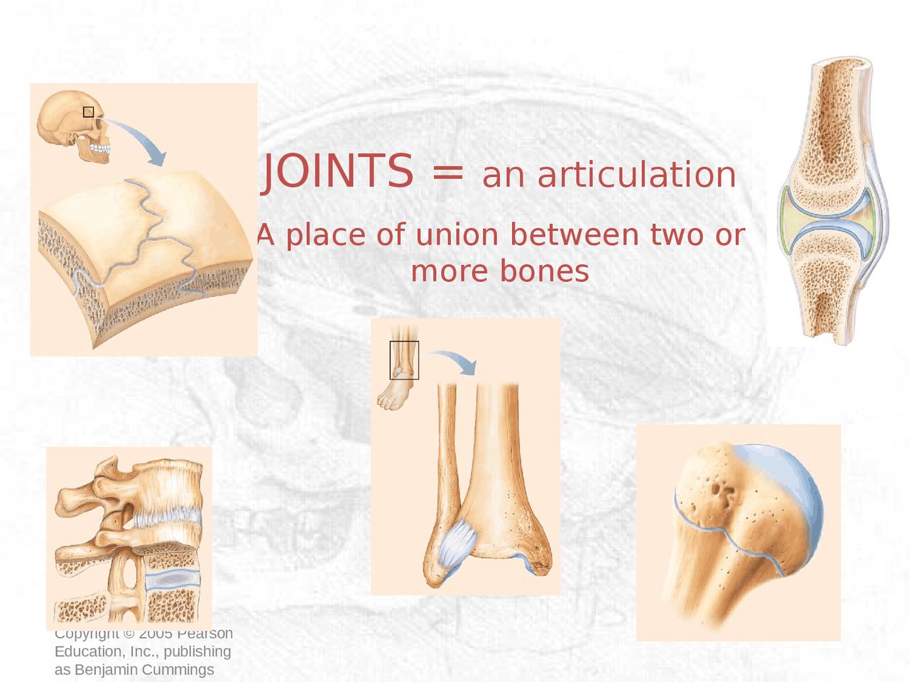 Mobility: Synarthrosis, Amphiasrthrosis and Diarthrosis | IPHY 3410 ...