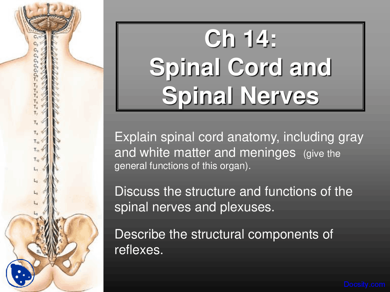 Adult Spinal Cord - Anatomy - Lecture Slides - Docsity