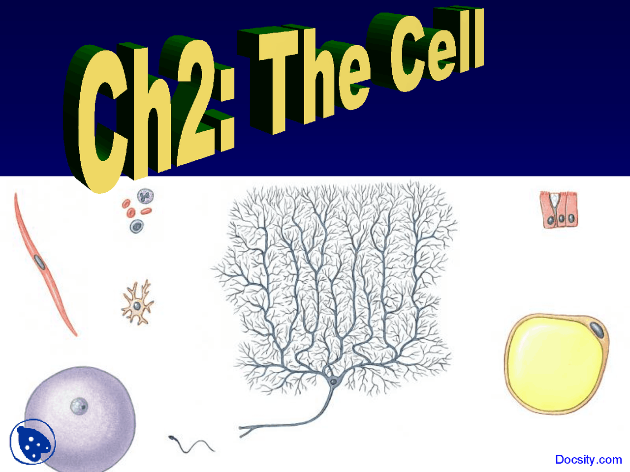 Cell Anatomy Lecture Slides Docsity