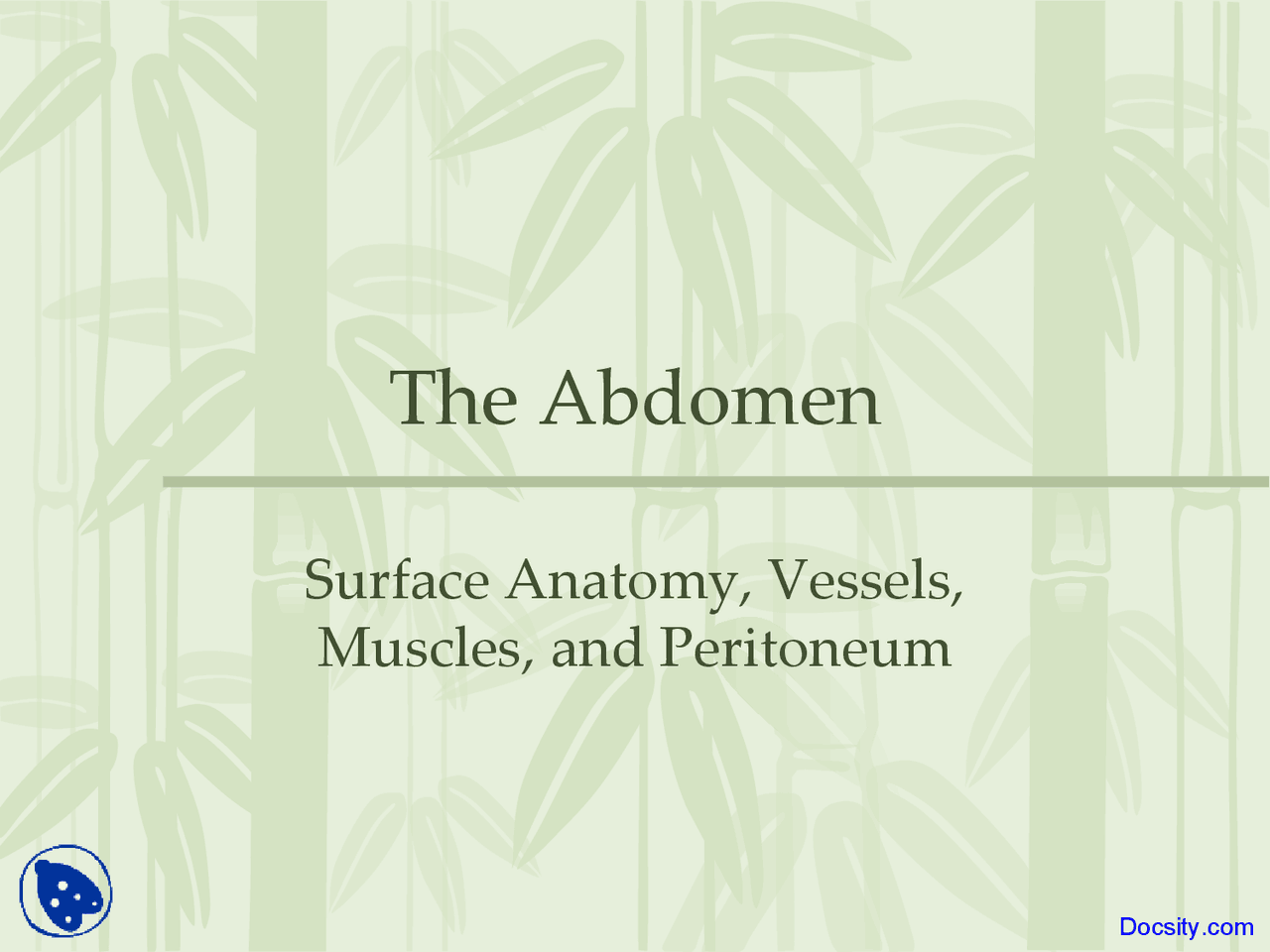 Abdomen Anatomy Lecture Slides Docsity