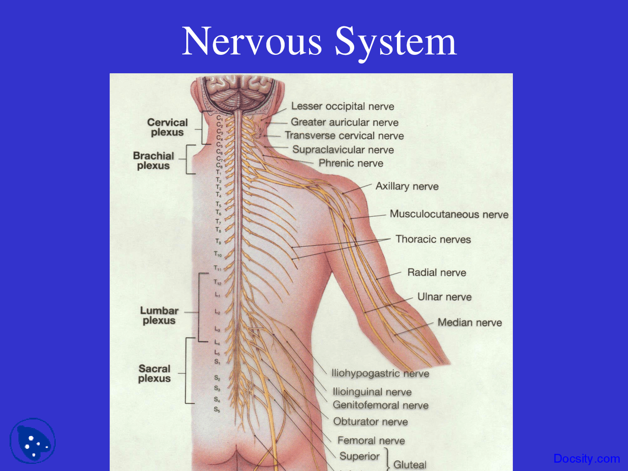 Anatomical Divisions Anatomy Lecture Slides Docsity