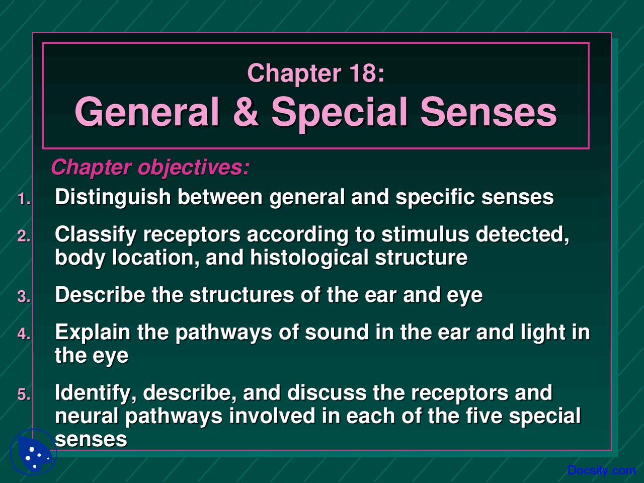 General And Special Senses Anatomy Lecture Slides Docsity