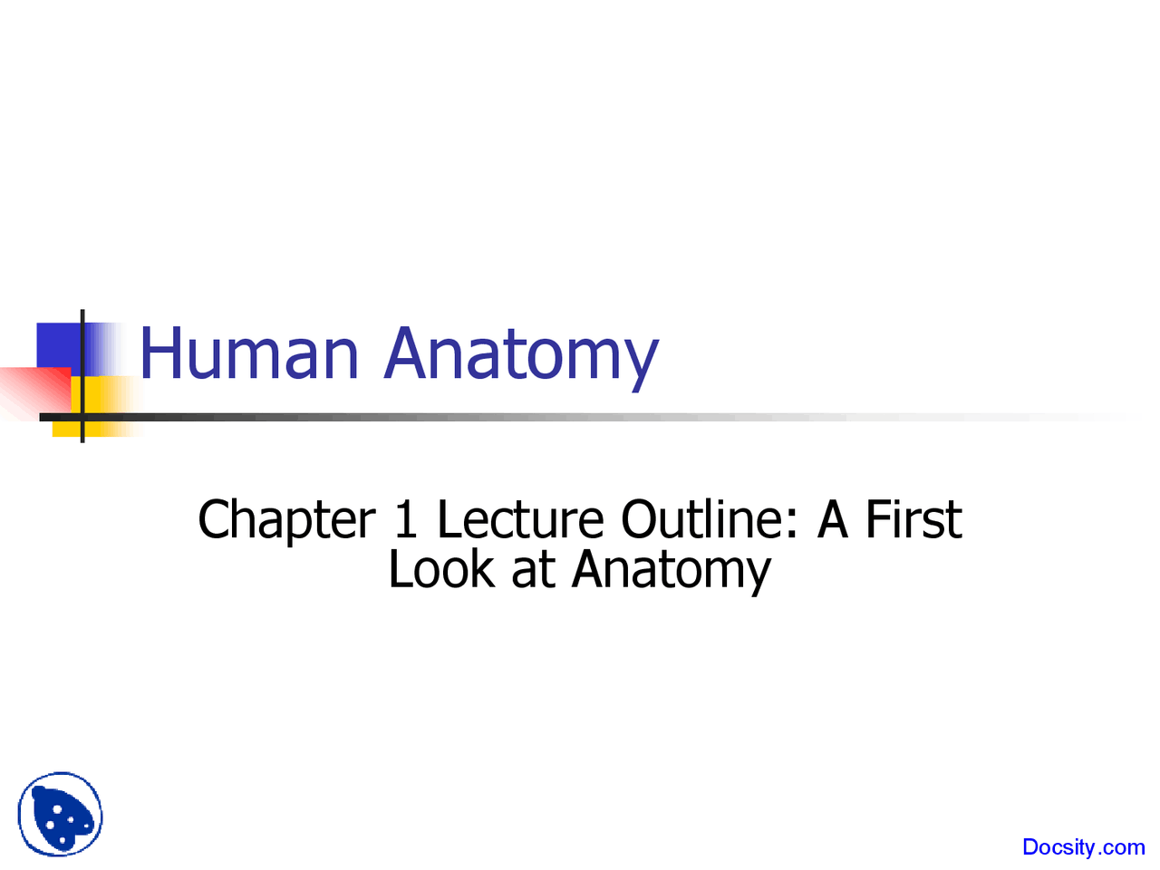 First Look at Anatomy - Anatomy - Lecture Slides - Docsity