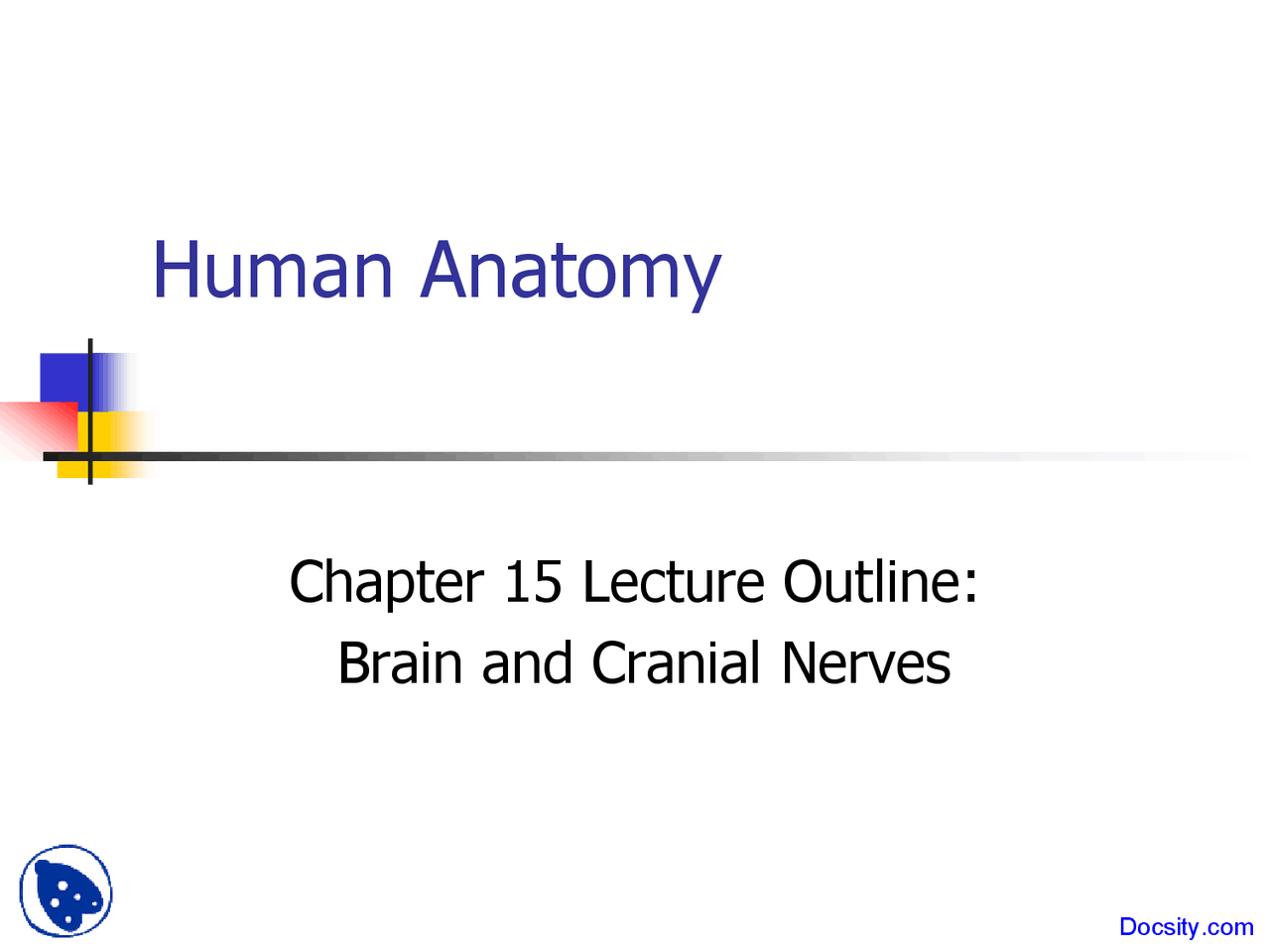 Cranial Nerves Anatomy Lecture Slides Docsity
