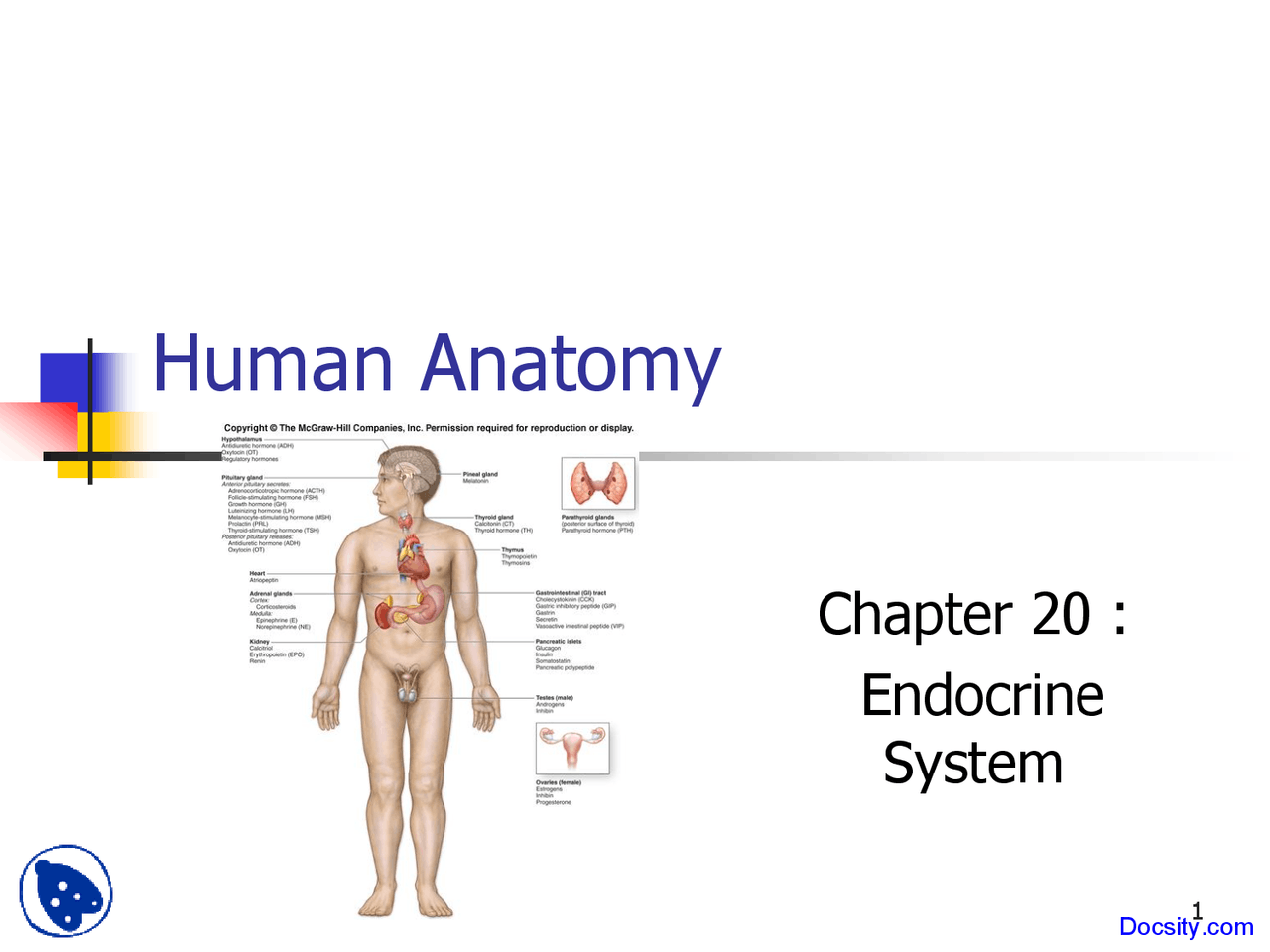 Major Control System Anatomy Lecture Slides Docsity