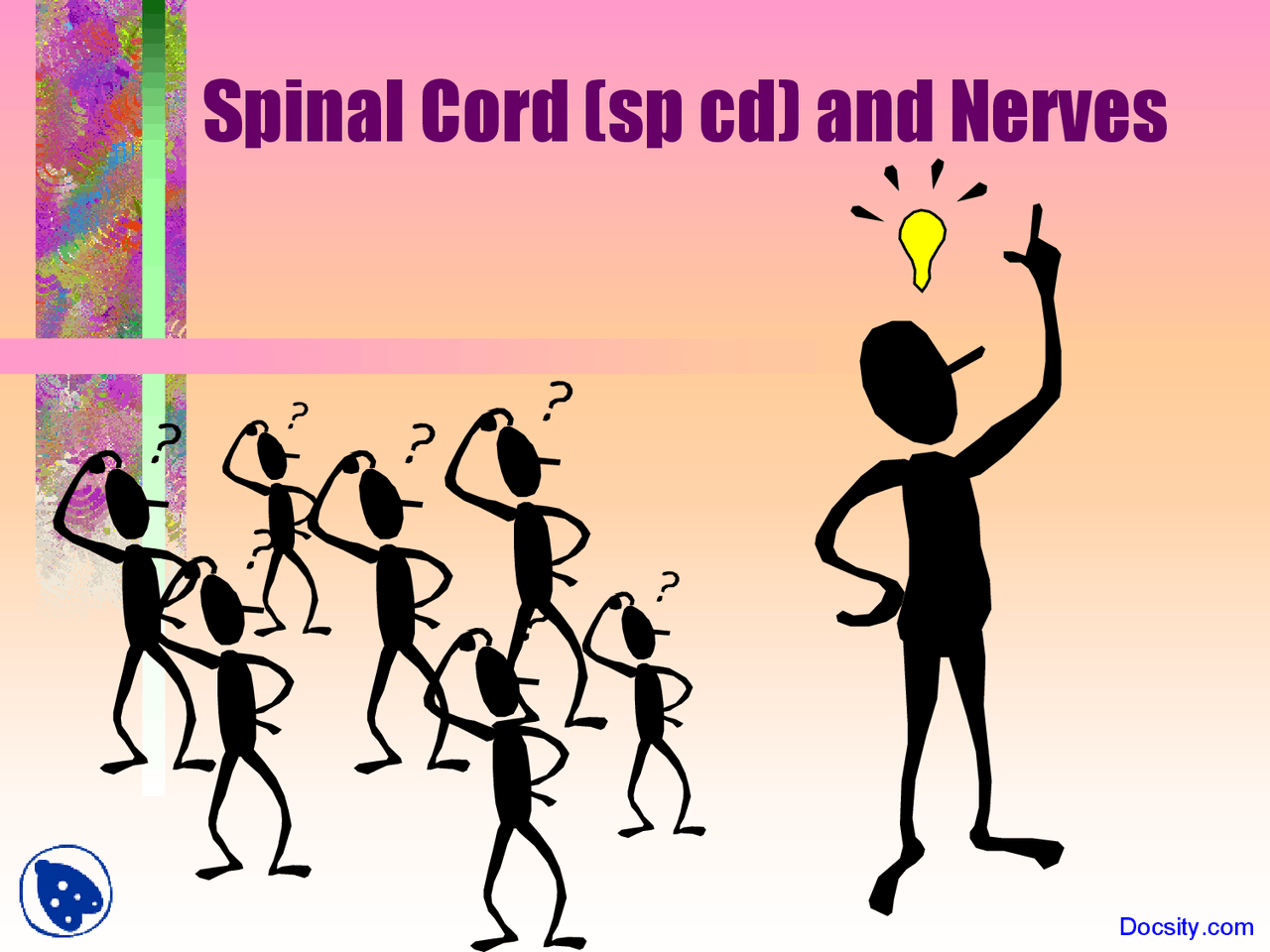 Functions Of Nervous System Anatomy Lecture Slides Docsity