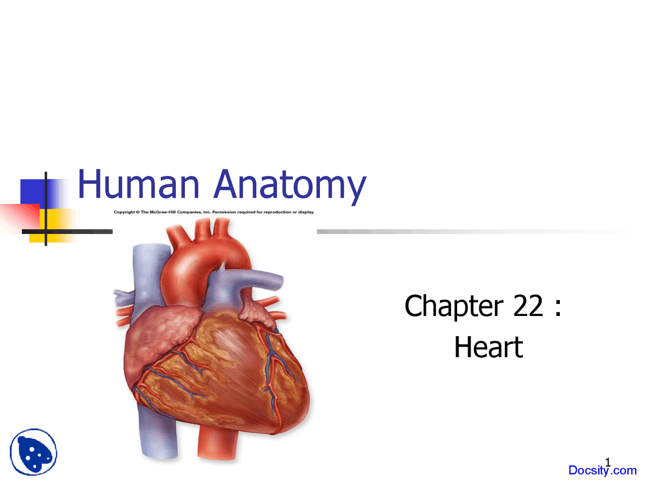 Functions of Heart - Anatomy - Lecture Slides | Slides Dental Anatomy ...