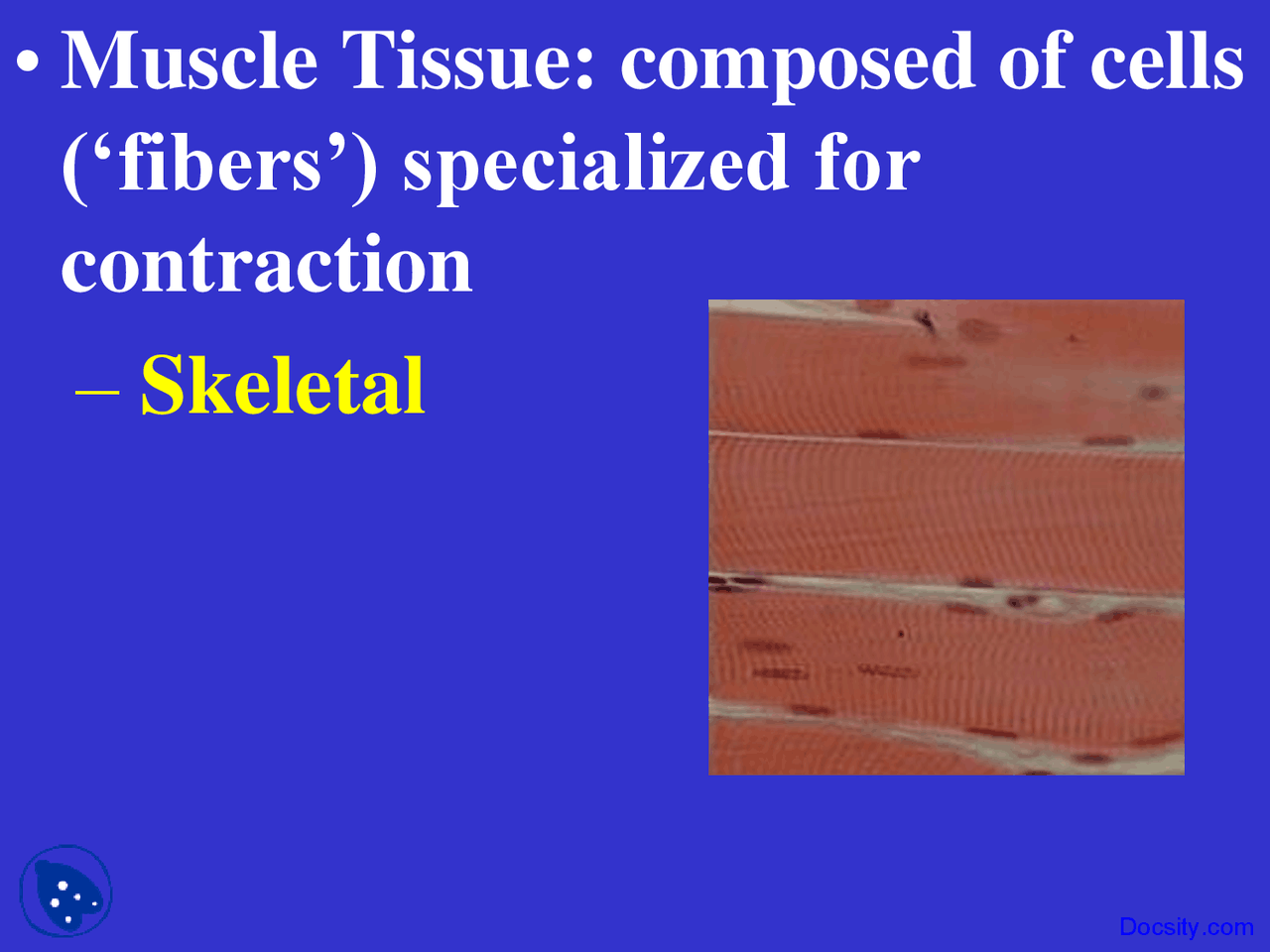Composition of Muscle Tissues - Anatomy - Lecture Slides - Docsity